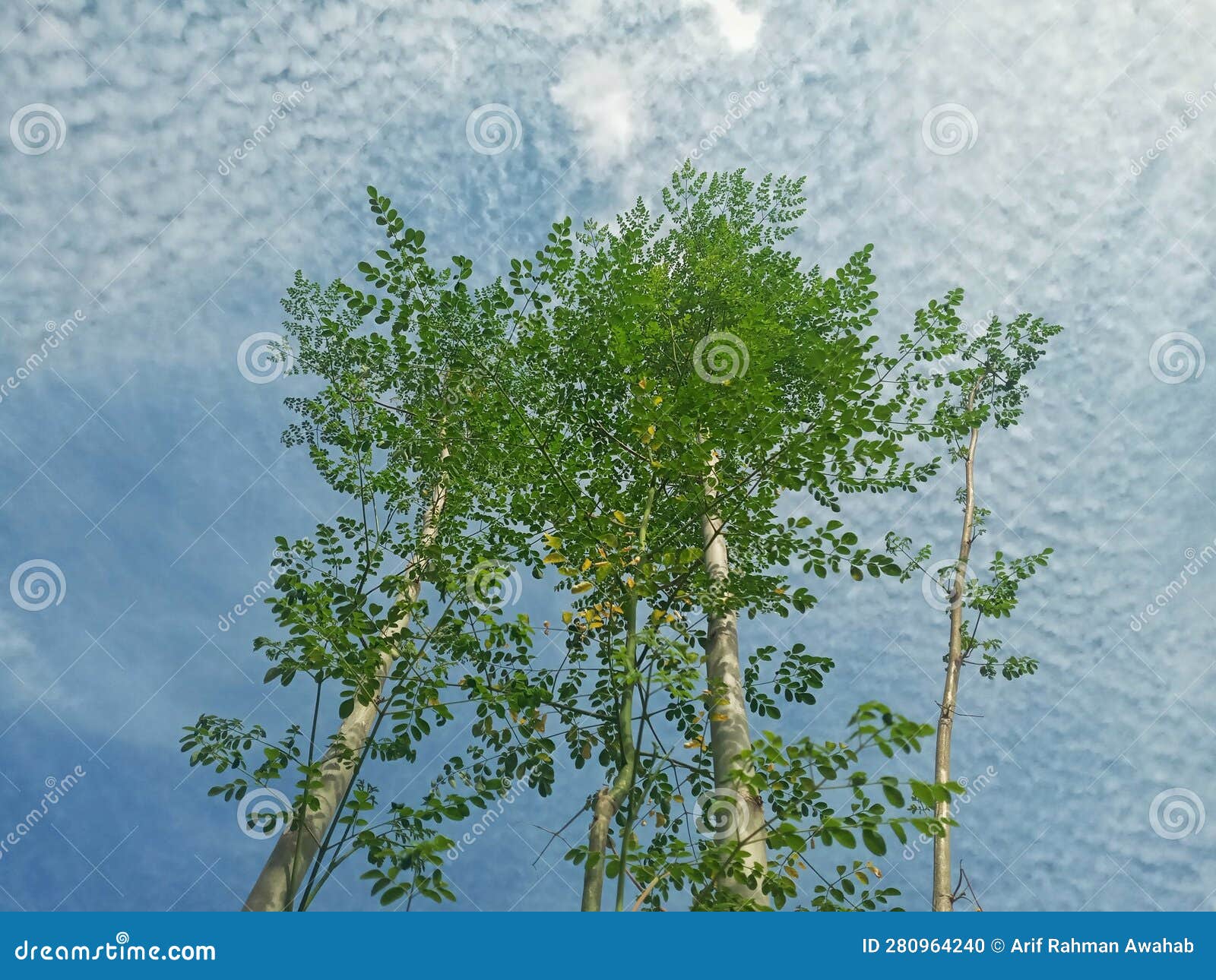 Tall Moringa Tree with Cloudy Blue Sky Background Stock Photo - Image ...