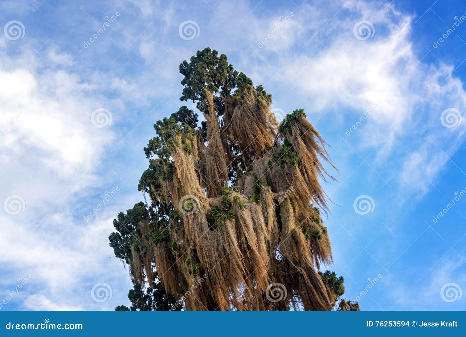 Tall Moss (known As Dawsonia Longifolia) Seen Along The Trekking Path ...