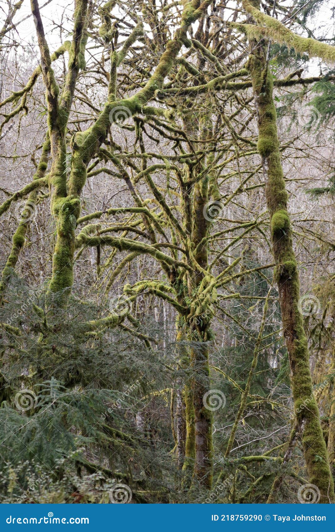 Tall Moss (known As Dawsonia Longifolia) Seen Along The Trekking Path ...