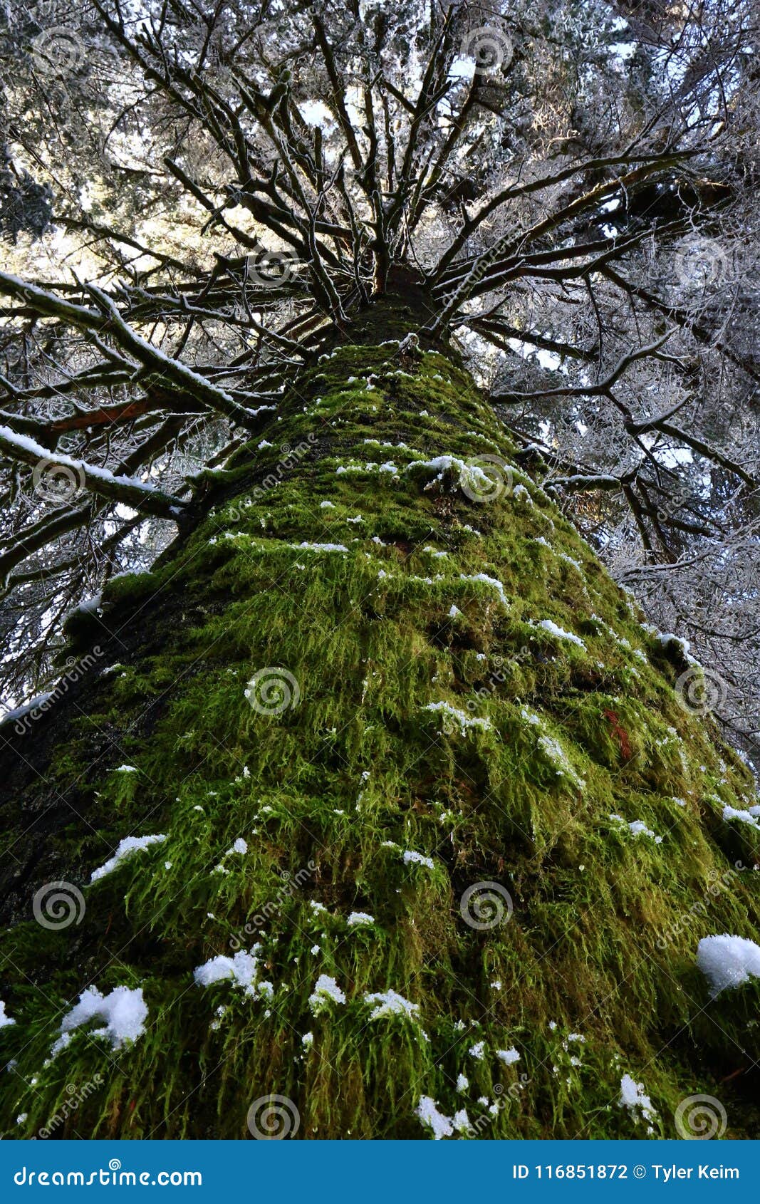 Tall Moss (known As Dawsonia Longifolia) Seen Along The Trekking Path ...