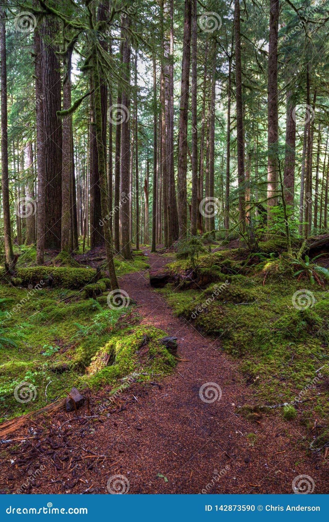 Tall Moss Covered Trees with Deep Green Moss on the Sides of a Trail ...