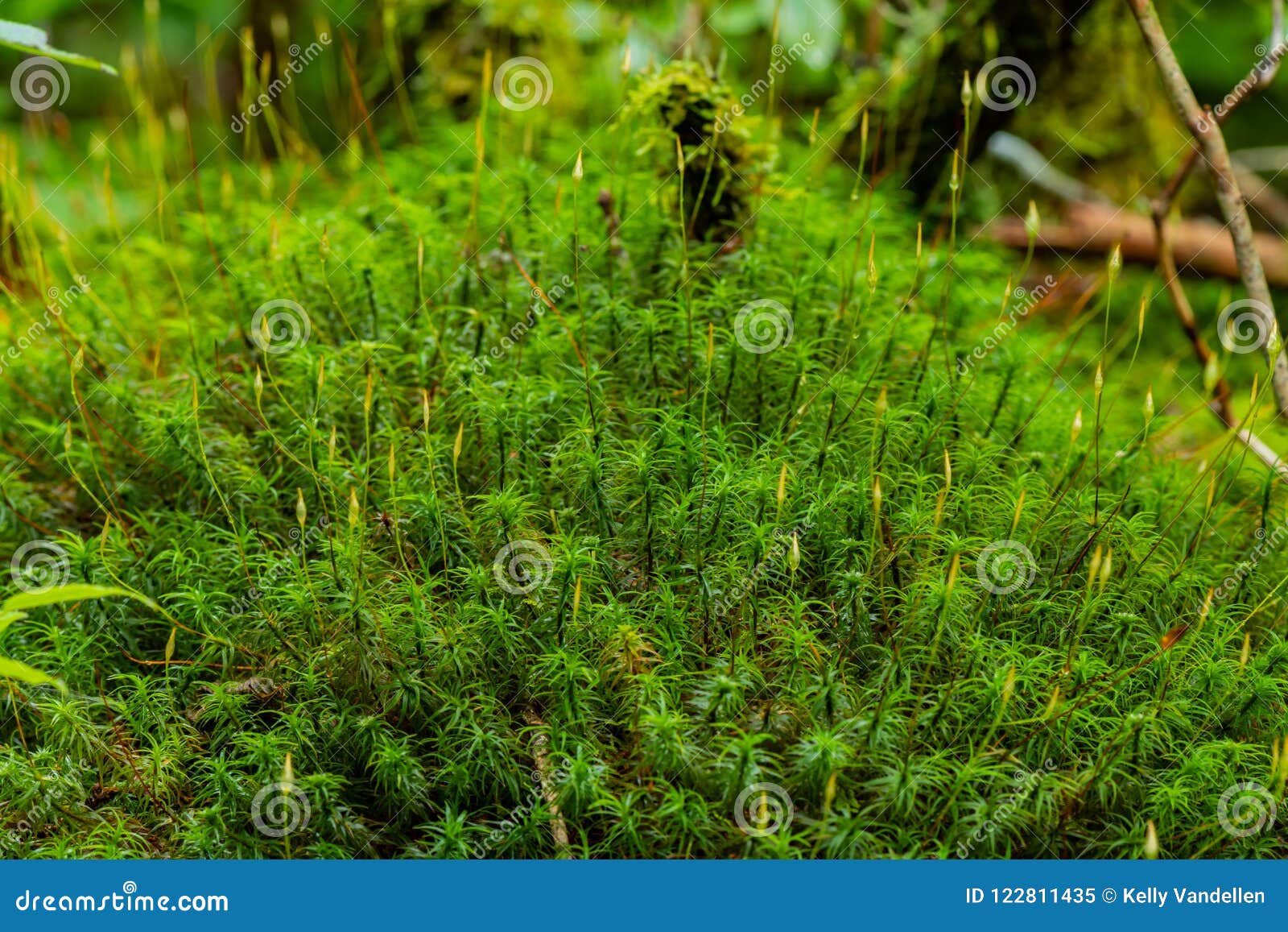 Tall Moss (known As Dawsonia Longifolia) Seen Along The Trekking Path ...