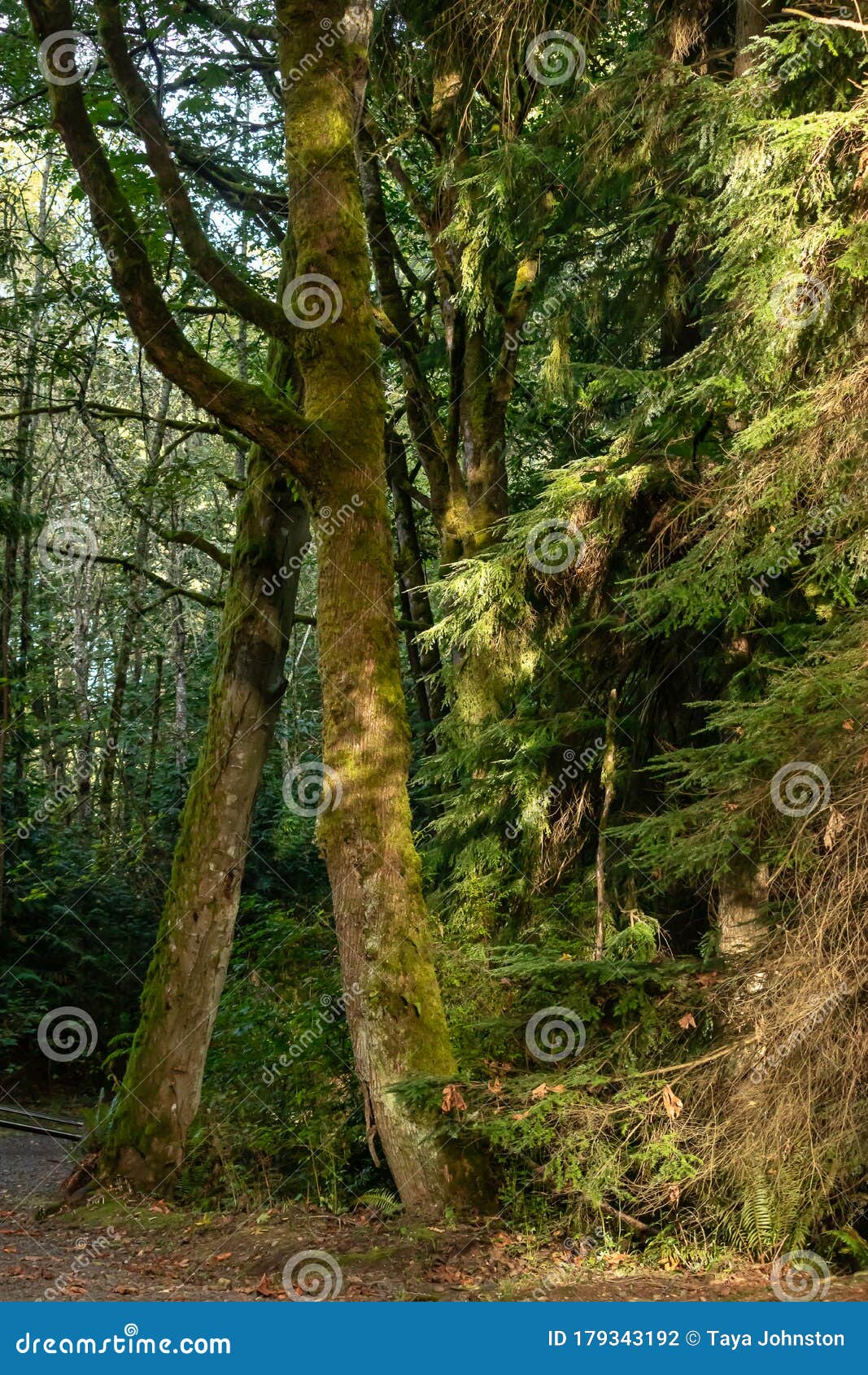 Tall Mossy Pine Trees at the Edge of Path Stock Photo - Image of ...