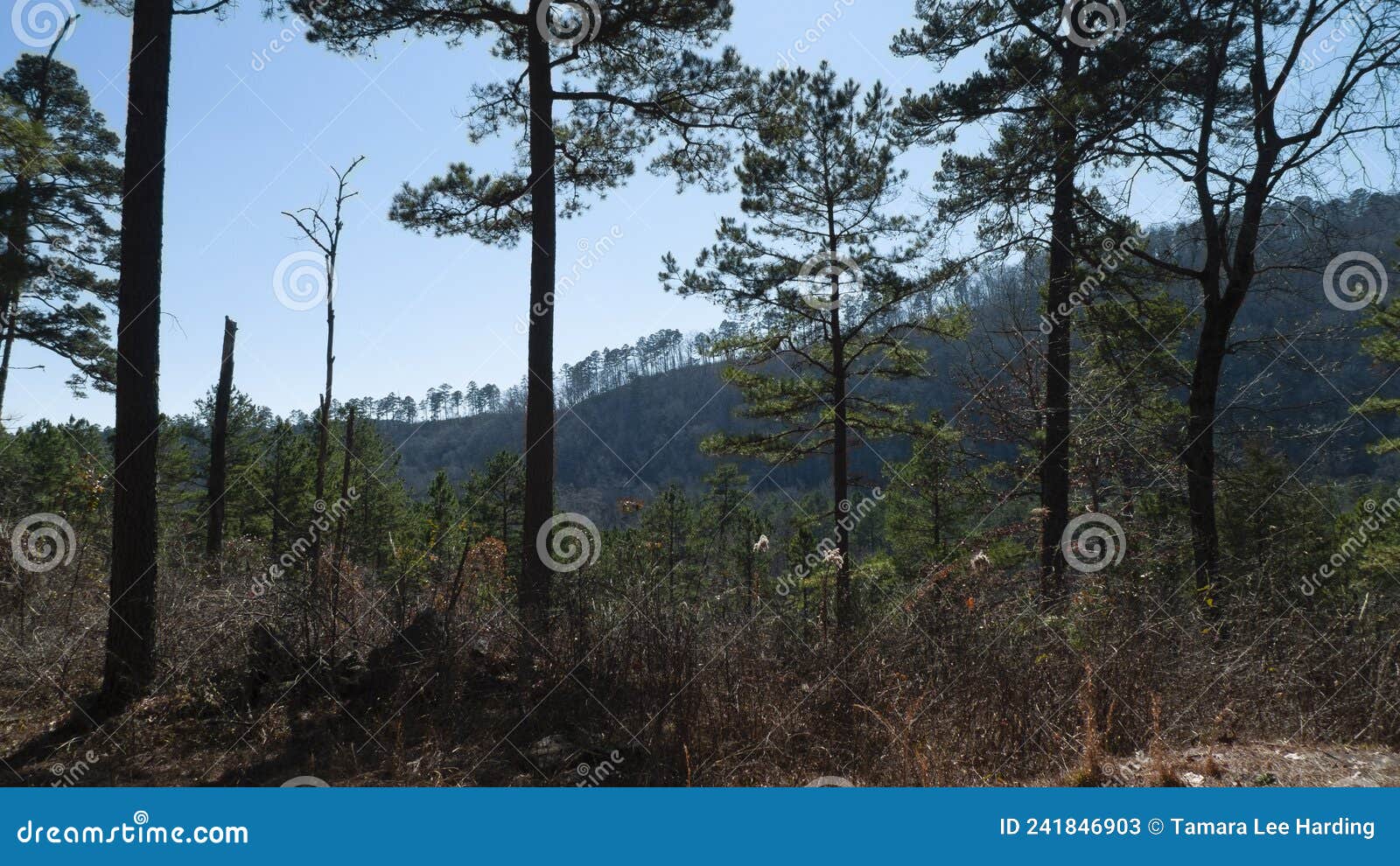 Mountain Pines , Foreground and Background Stock Image - Image of ...