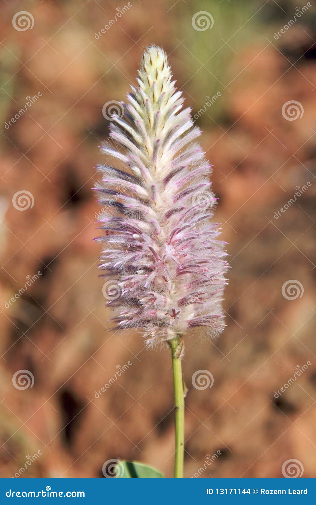 Tall Mulla Mulla stock photo. Image of bush, earth, hairy - 13171144