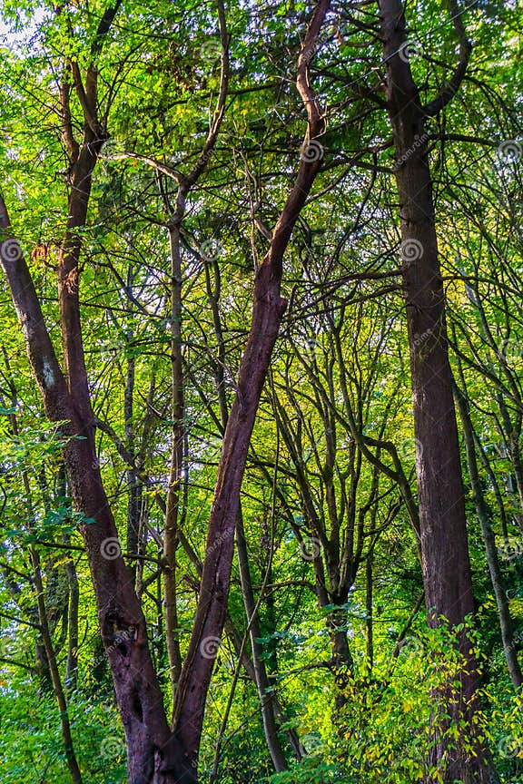 Tall Northwest Trees stock photo. Image of flora, branches - 166510040