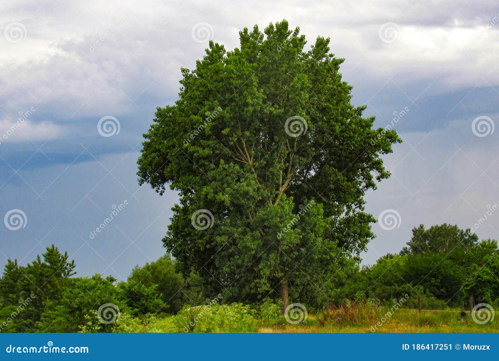 Tall Oak Tree with Cloudy Sky Stock Image - Image of nature, vegetation ...
