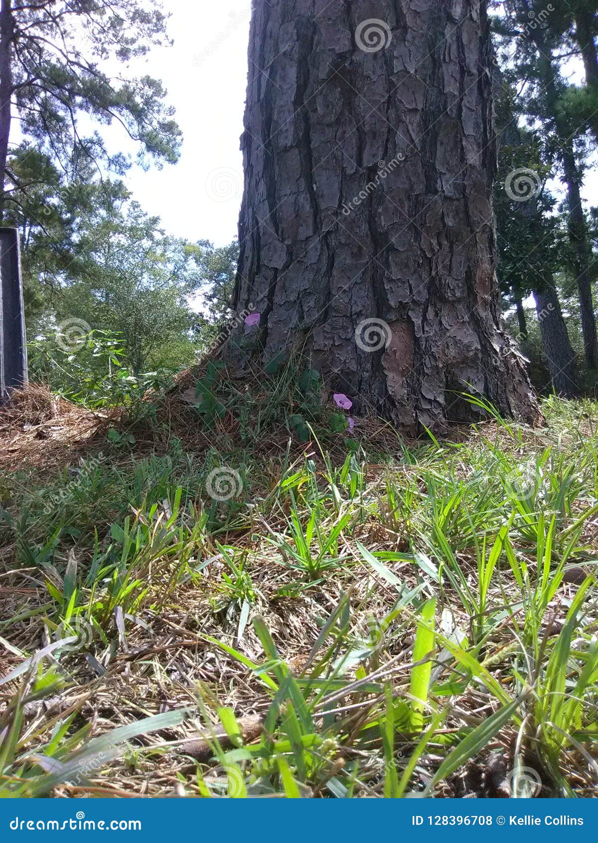 Tall Oak Tree stock photo. Image of tree, tall, pasture - 128396708