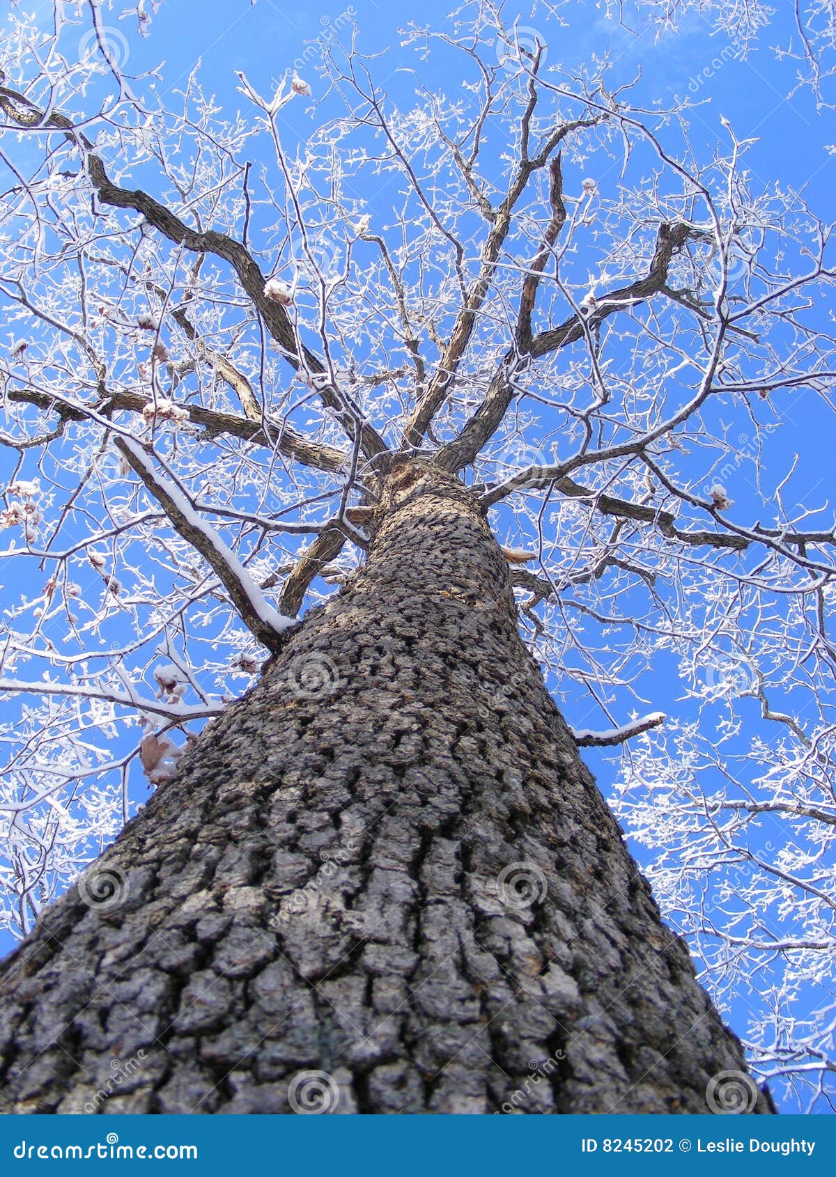 Tall Oak Tree with Snowy Limbs Stock Photo - Image of country ...