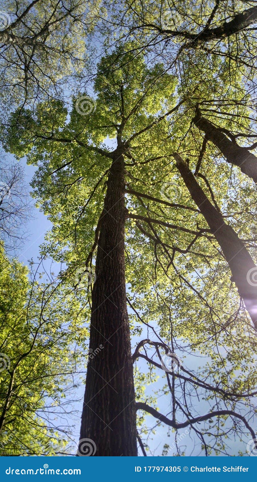 Tall oak tree in spring stock image. Image of tall, plant - 177974305