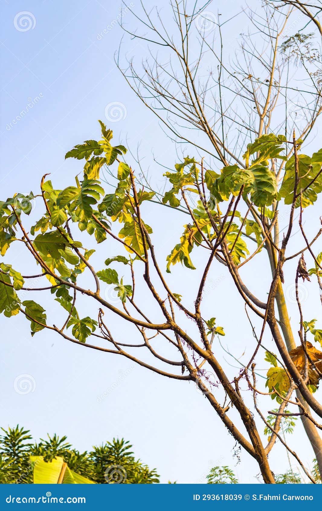 109 Old Breadfruit Stock Photos - Free & Royalty-Free Stock Photos from ...