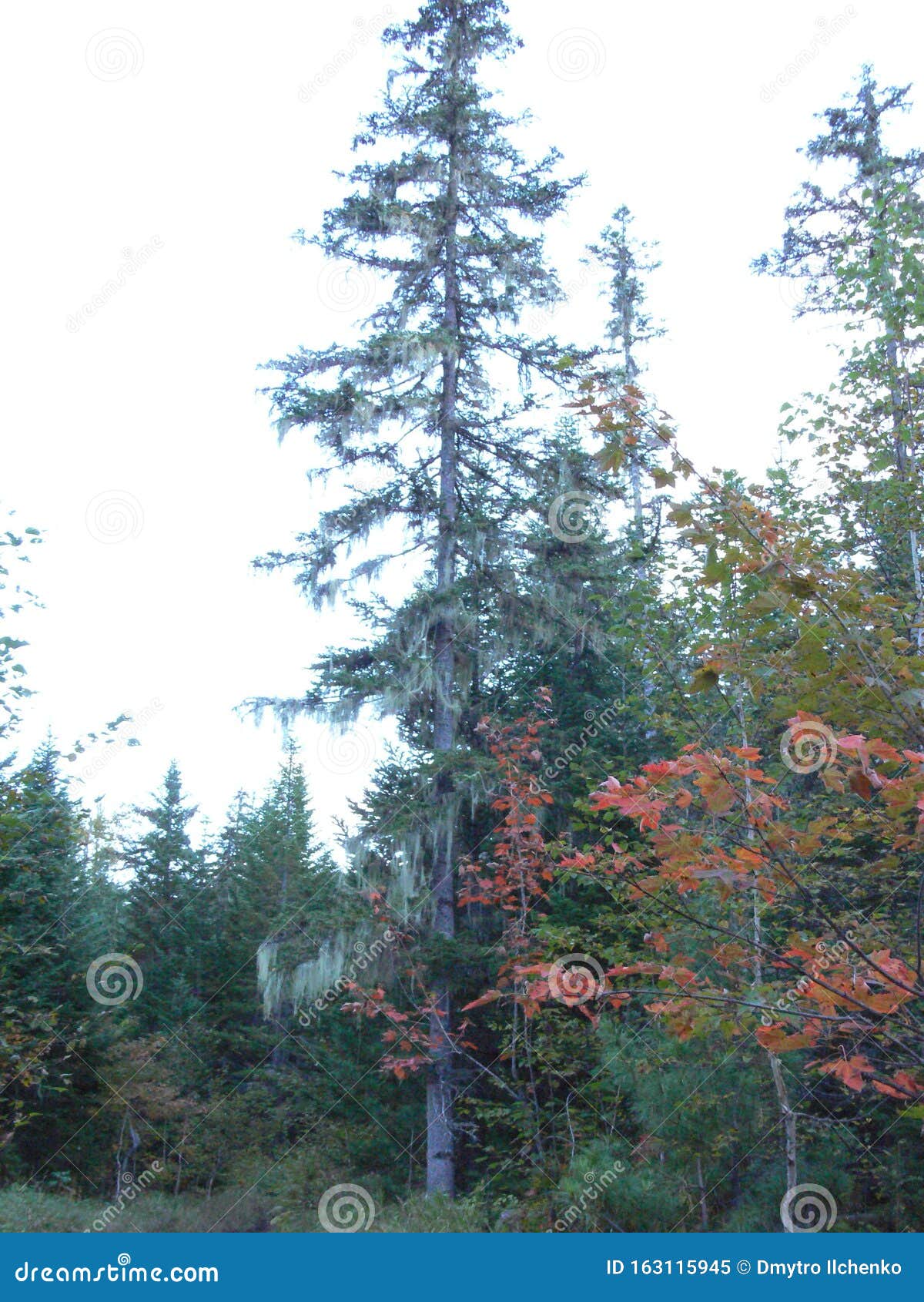 Tall Old Pine, Maple Branches with Red Leaves, Spruce Forest Stock ...