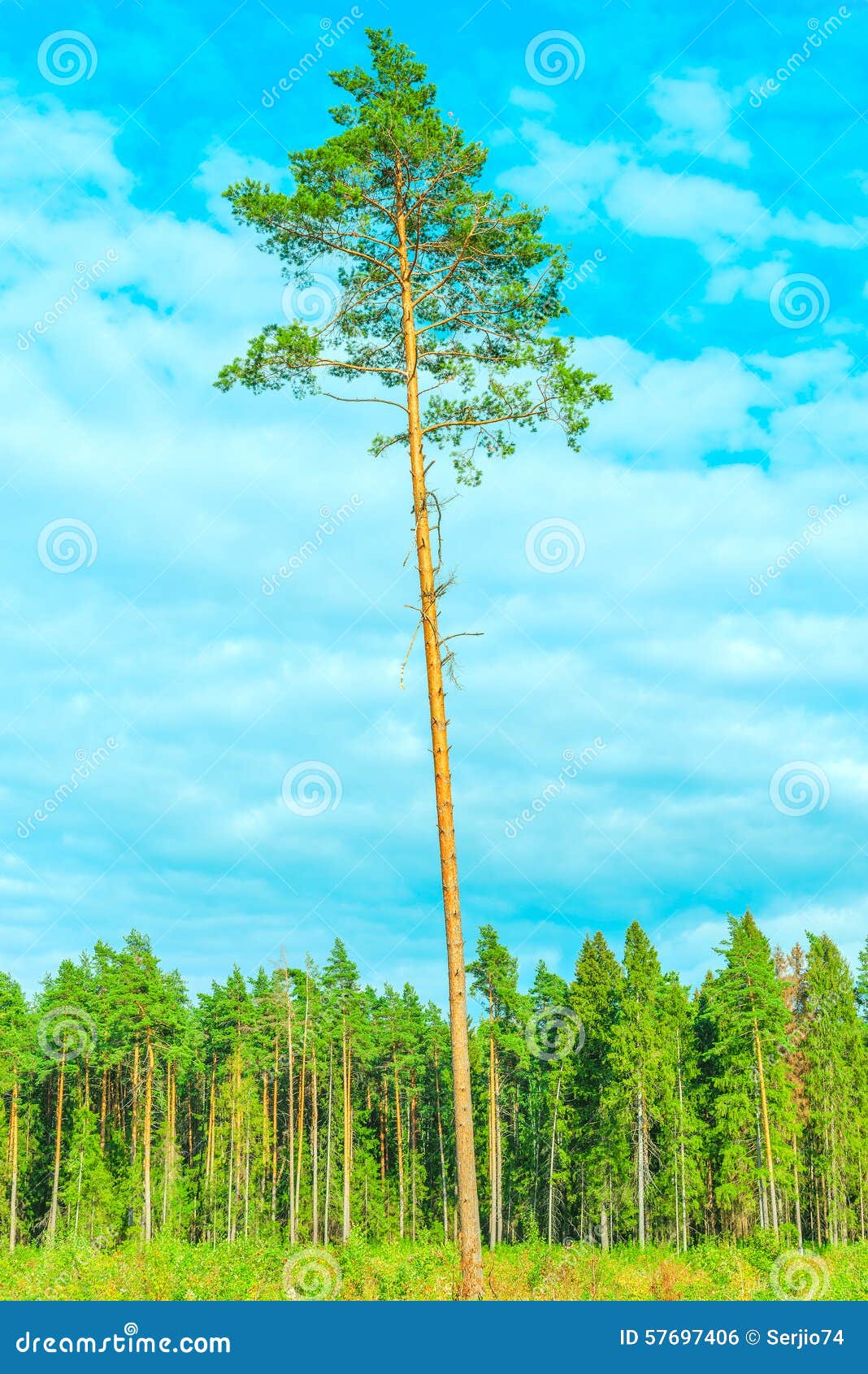 Tall old pine tree. stock photo. Image of nature, pine - 57697406