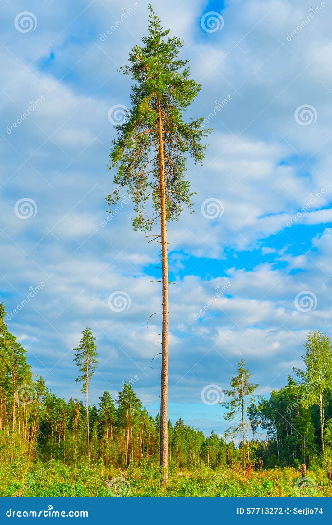 Tall old pine tree. stock photo. Image of branch, environment - 57713272