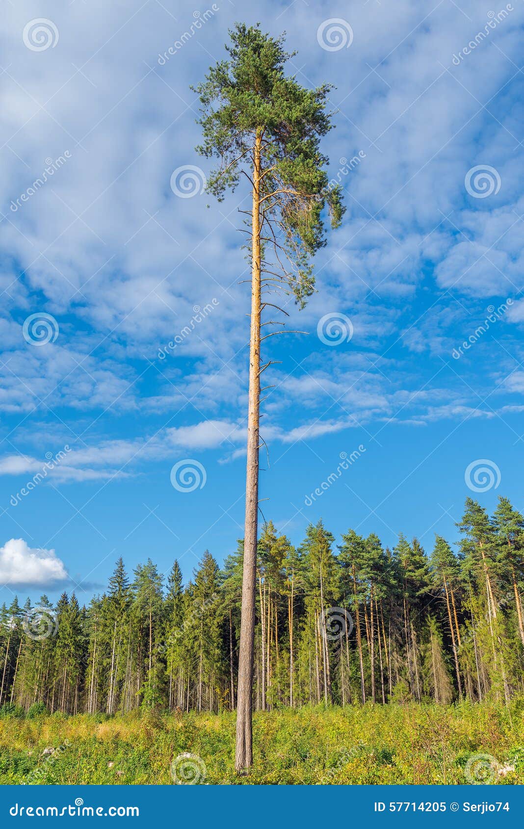 Tall old pine tree. stock image. Image of amazing, growth - 57714205