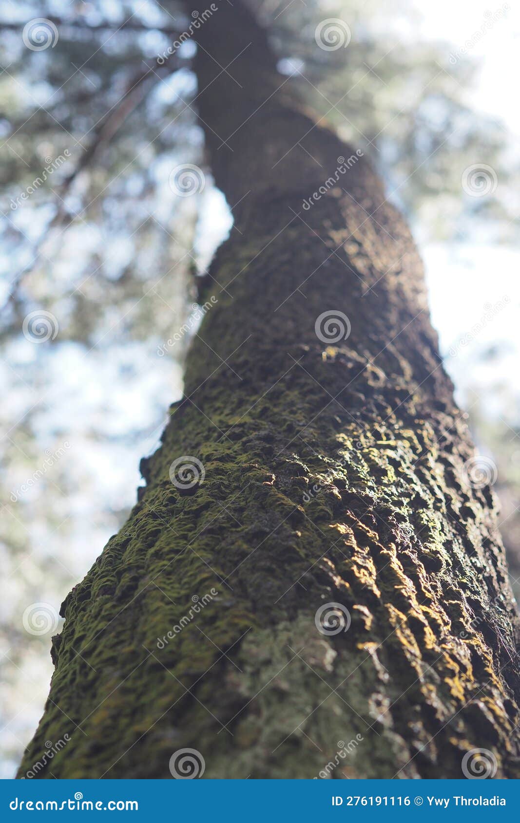 Tall and Old Pine Trees in Sentul Pine Forest, Sentul, Indonesia Stock ...