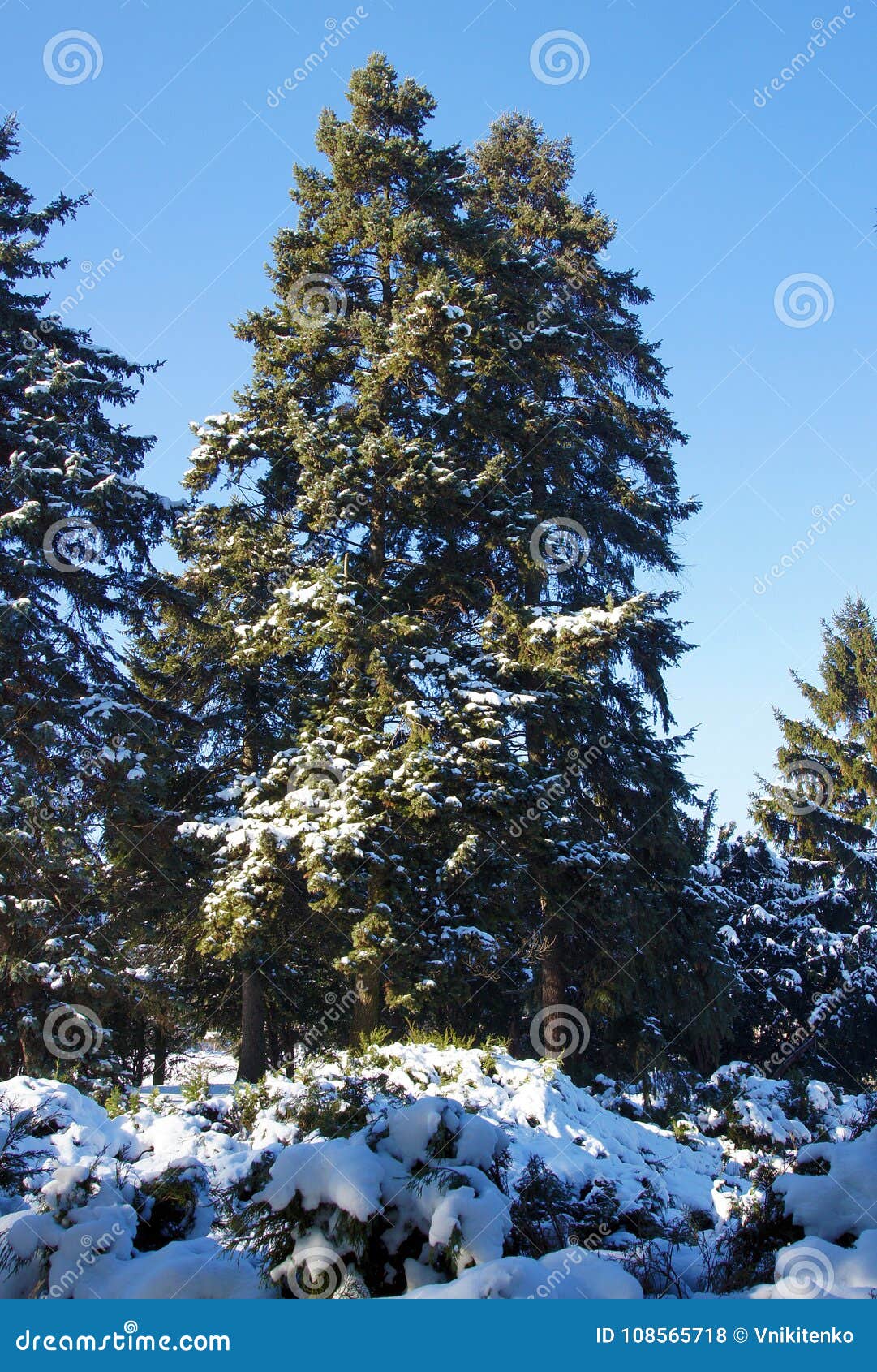 Tall old pine trees stock photo. Image of tall, winter - 108565718