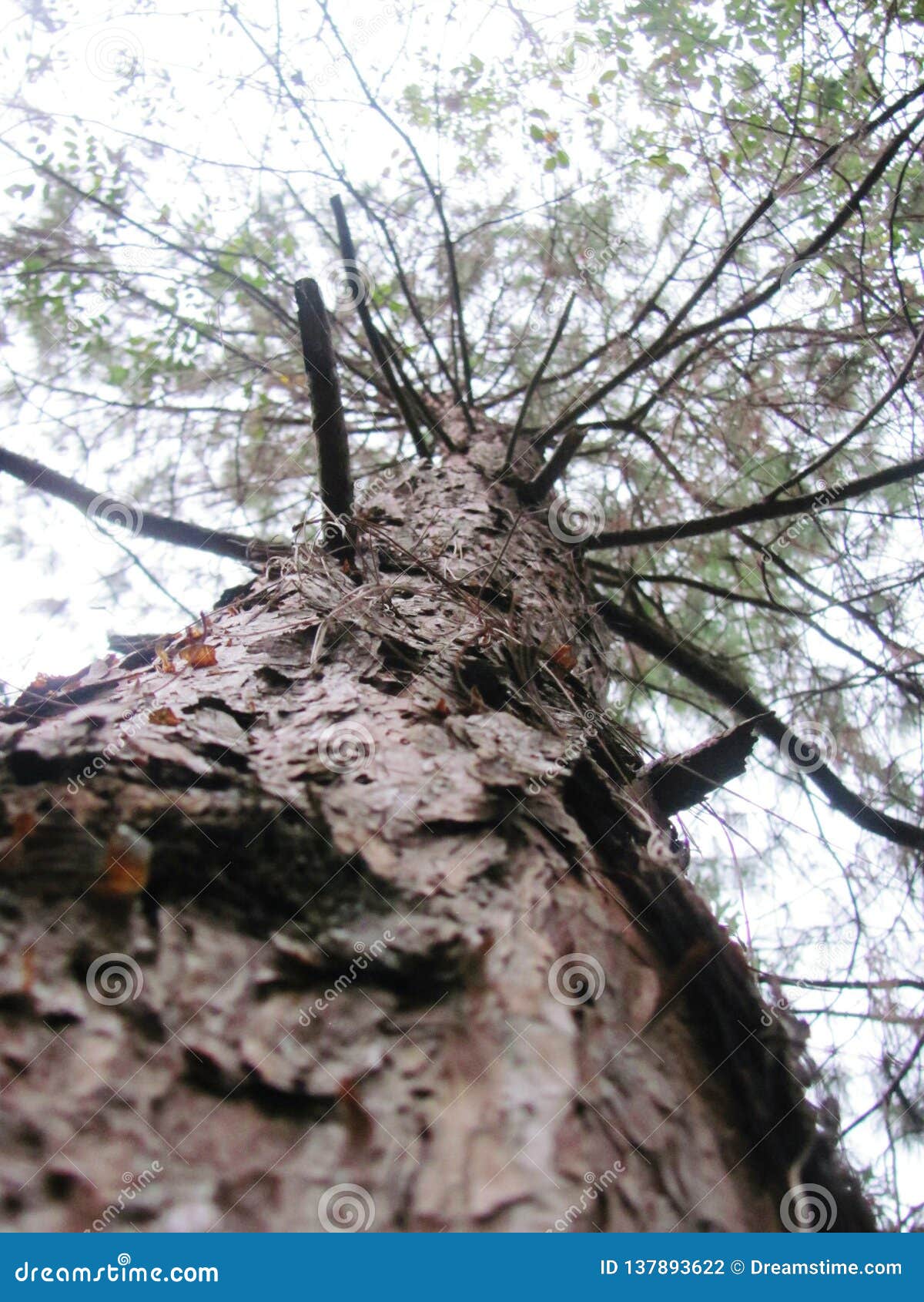 Tall Old Tree stock photo. Image of tree, fine, tall - 137893622