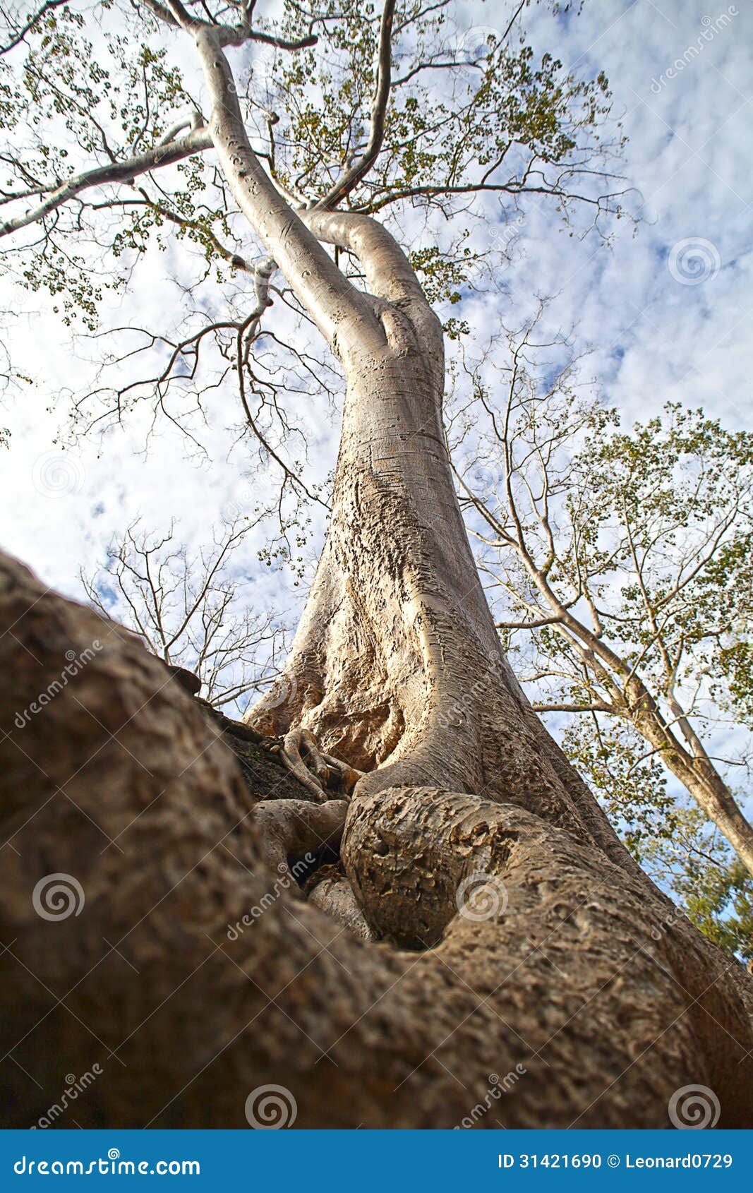 Tall Old Tree with Big Root Stock Photo - Image of ruin, ancient: 31421690