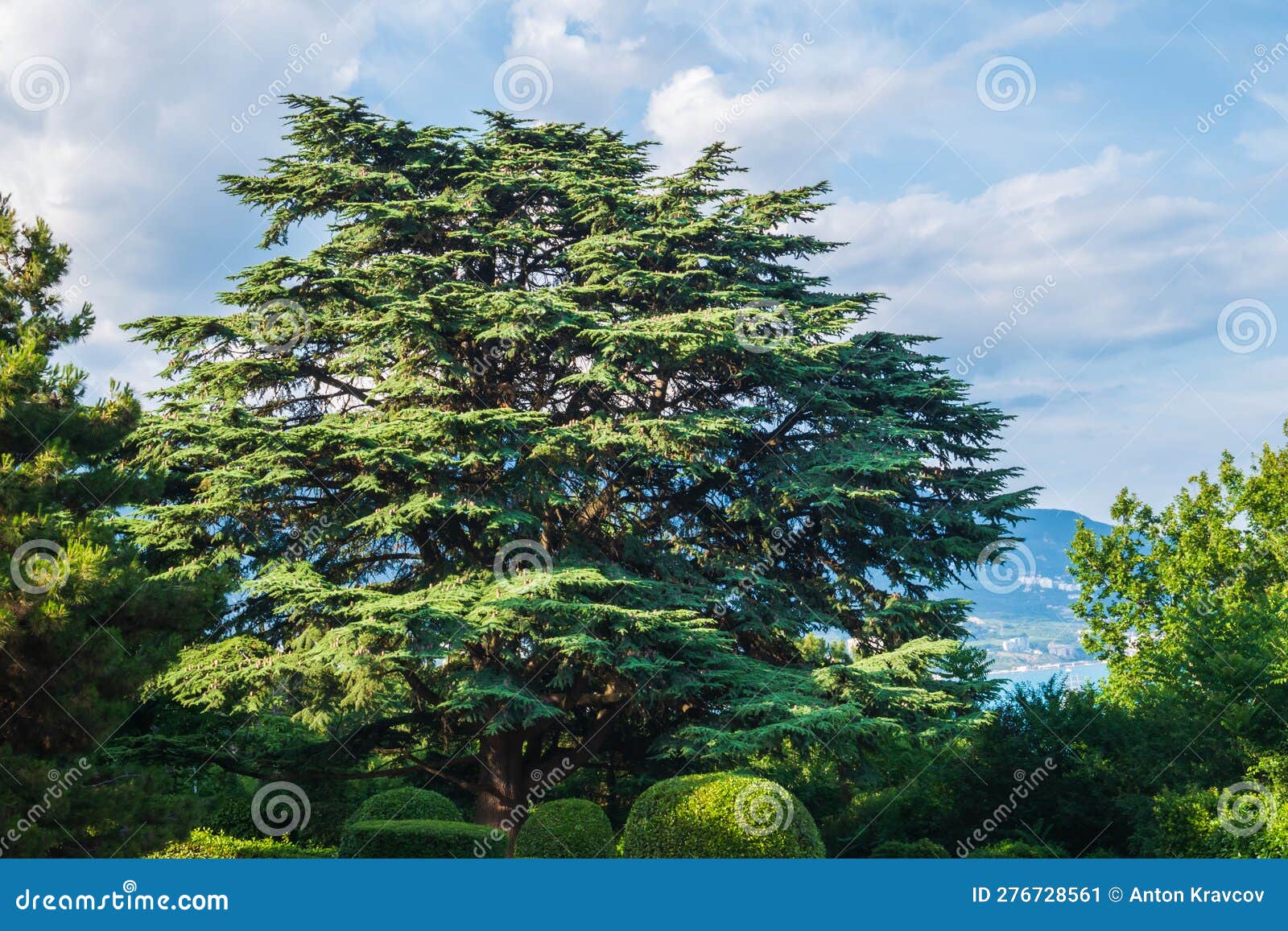 A Tall Old Tree, Towering Over the Rest of the Trees Stock Image ...