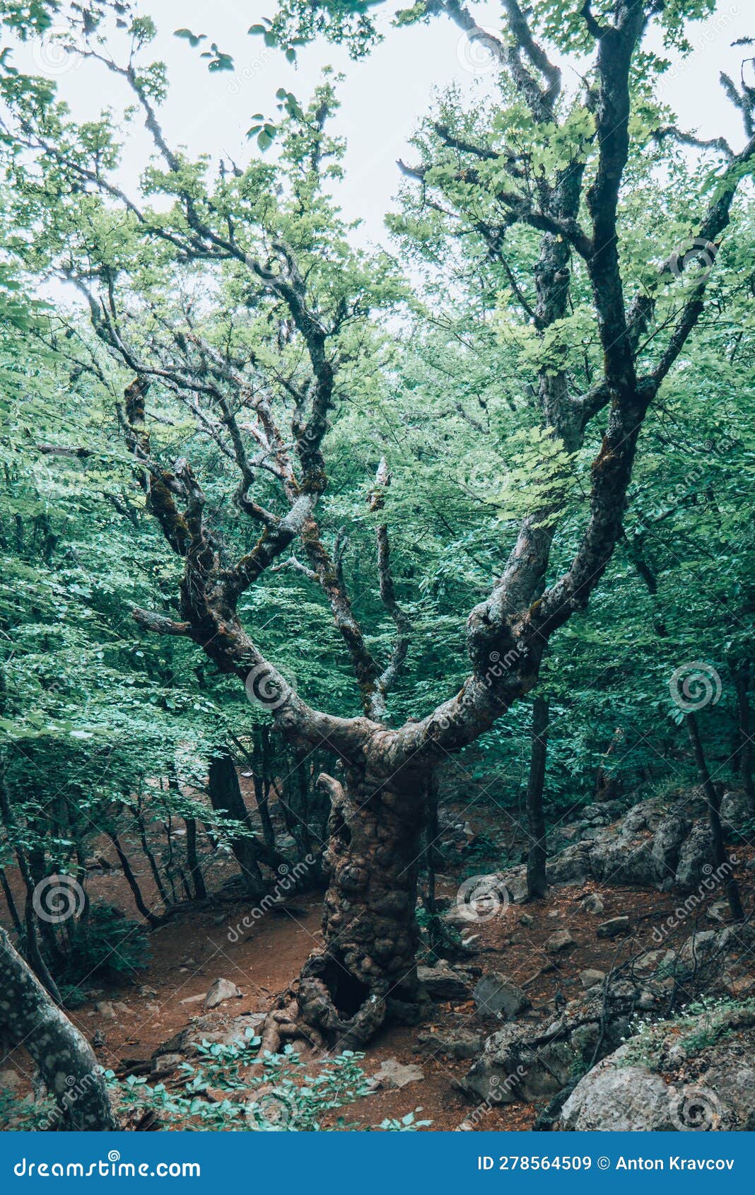 A Tall Old Tree, Towering Over the Rest of the Trees Stock Image ...