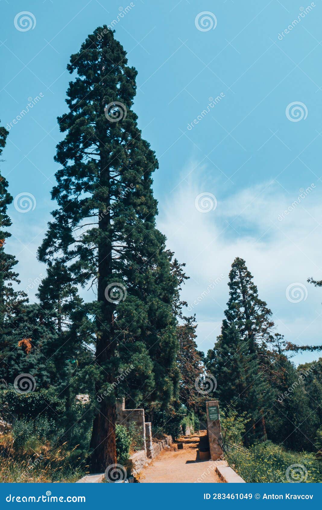 A Tall Old Tree, Towering Over the Rest of the Trees Stock Image ...