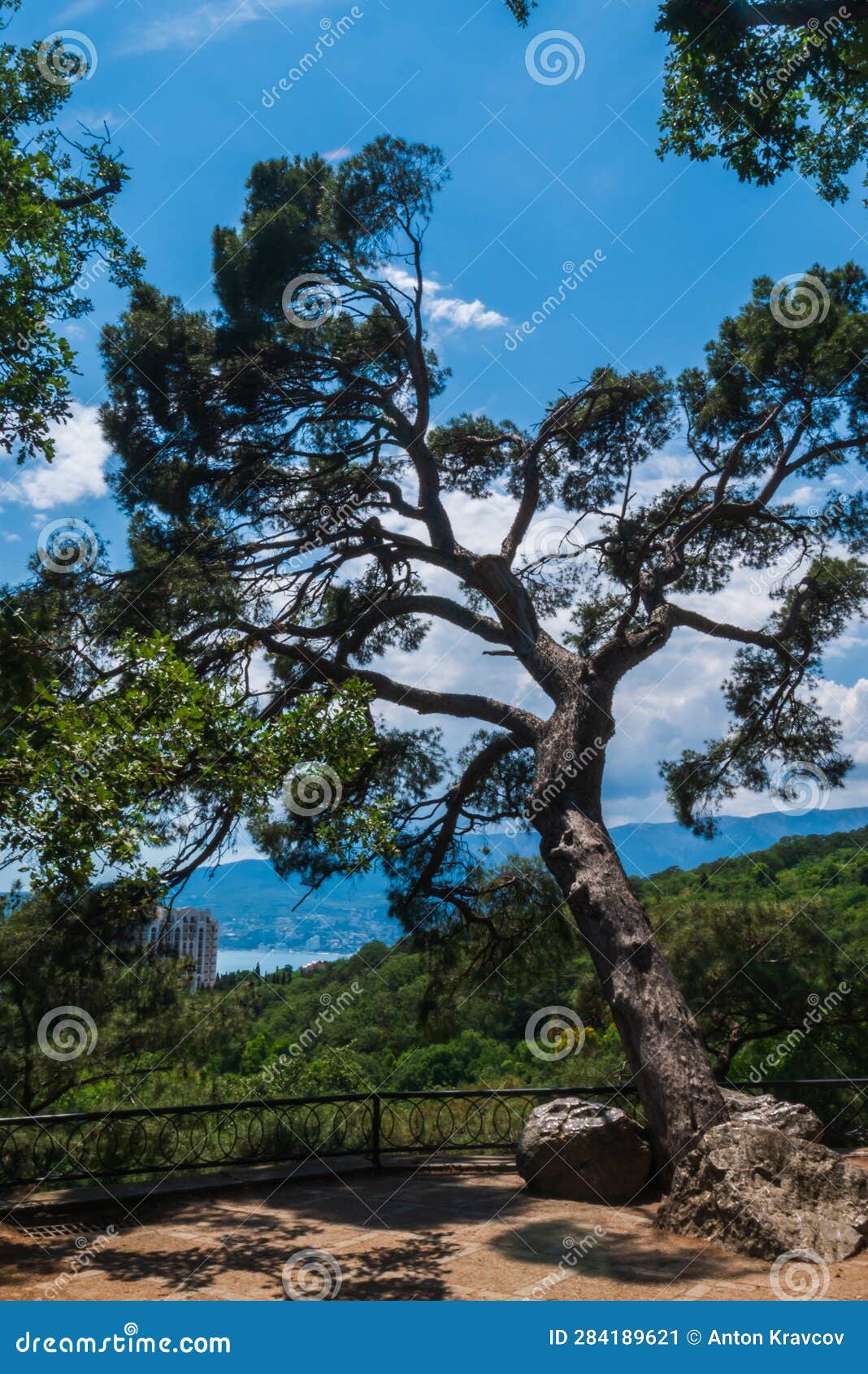 A Tall Old Tree, Towering Over the Rest of the Trees Stock Image ...