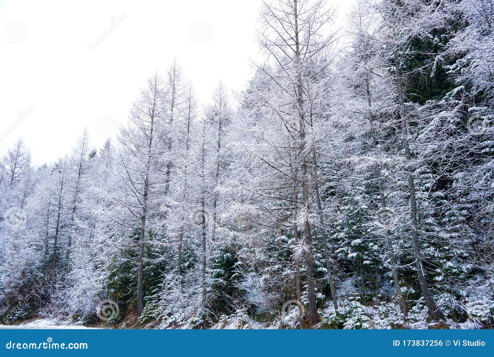 Tall Old Trees and Pine Trees Covered in Snow in Winter Stock Photo ...