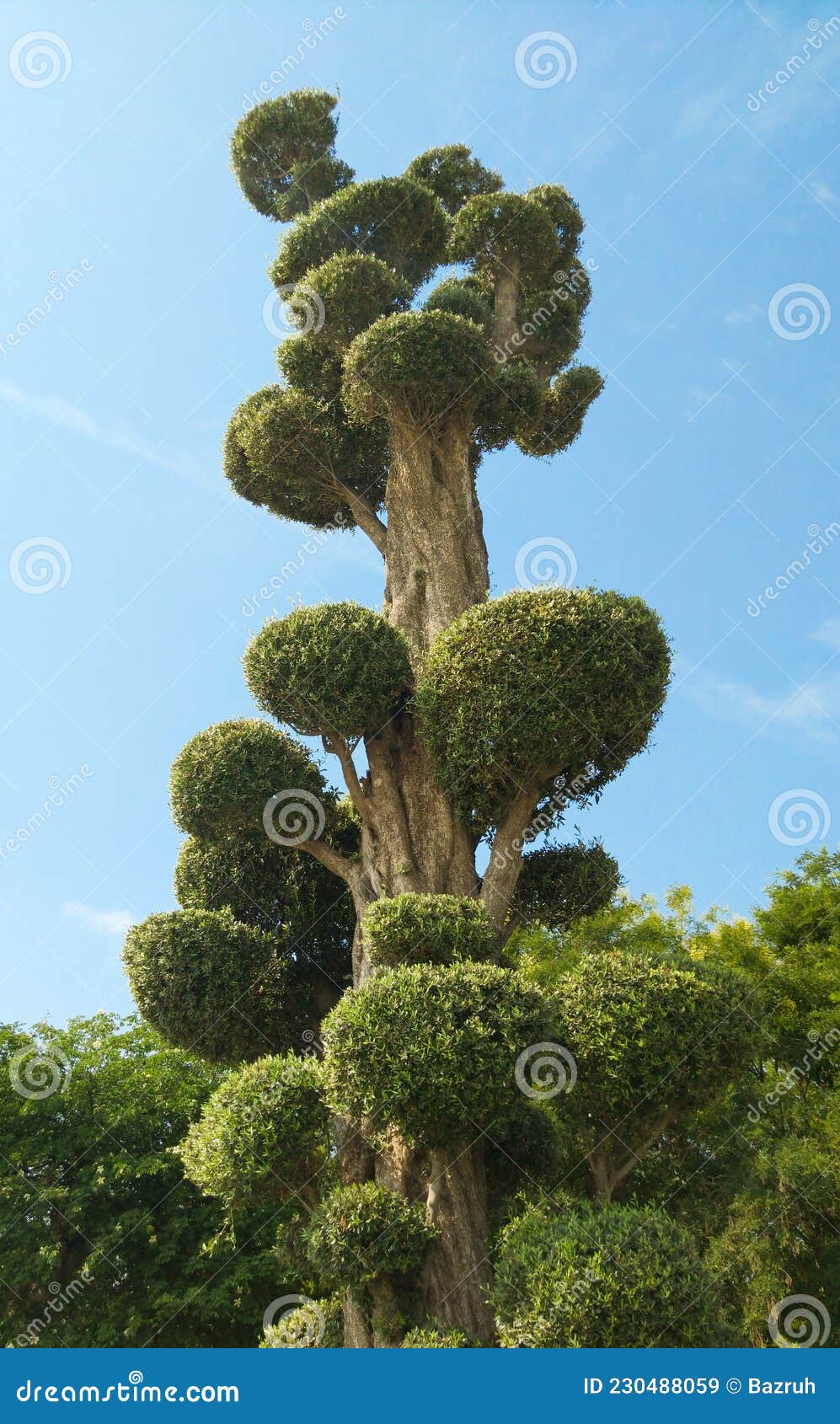Tall olive tree stock image. Image of huge, botany, plant - 230488059