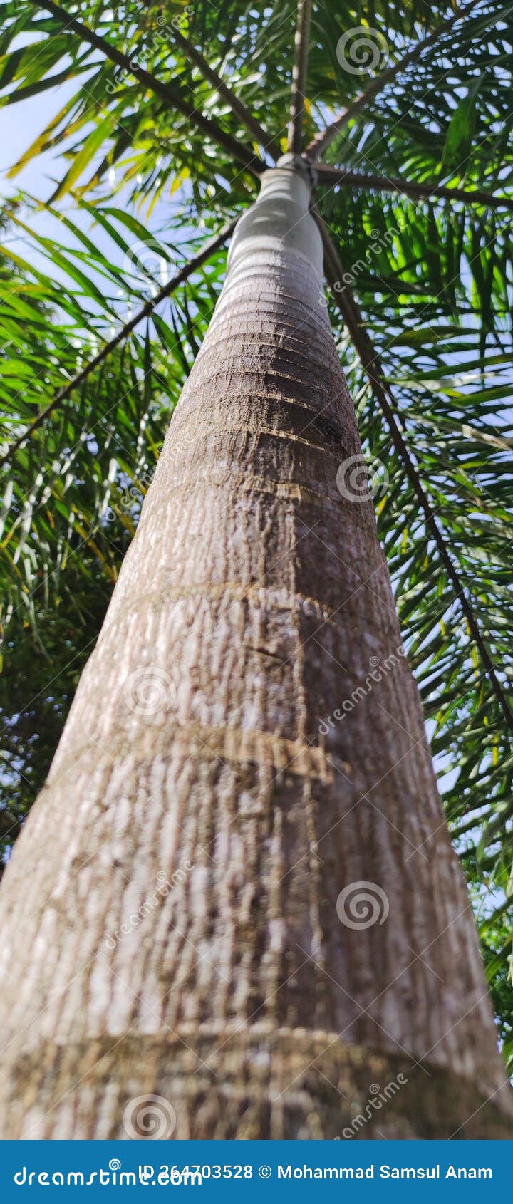 Tall palm log stock photo. Image of garden, jungle, produce - 264703528