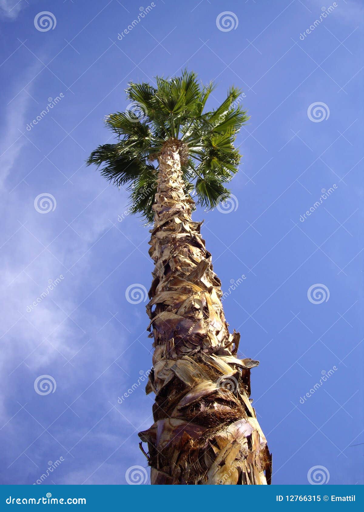 Tall Palm Tree stock image. Image of states, alone, vertical - 12766315