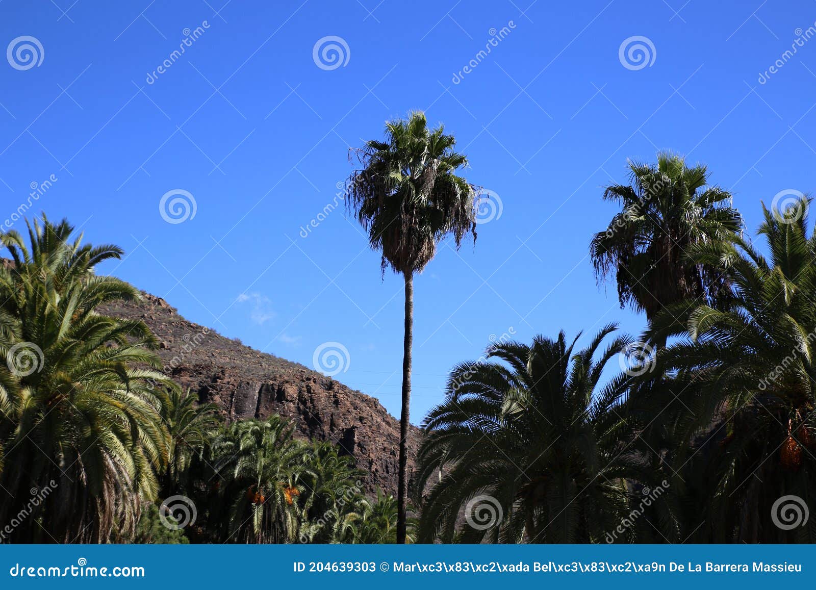 Tall Palm Tree with a Beautiful Background. Horizontal Image Stock ...