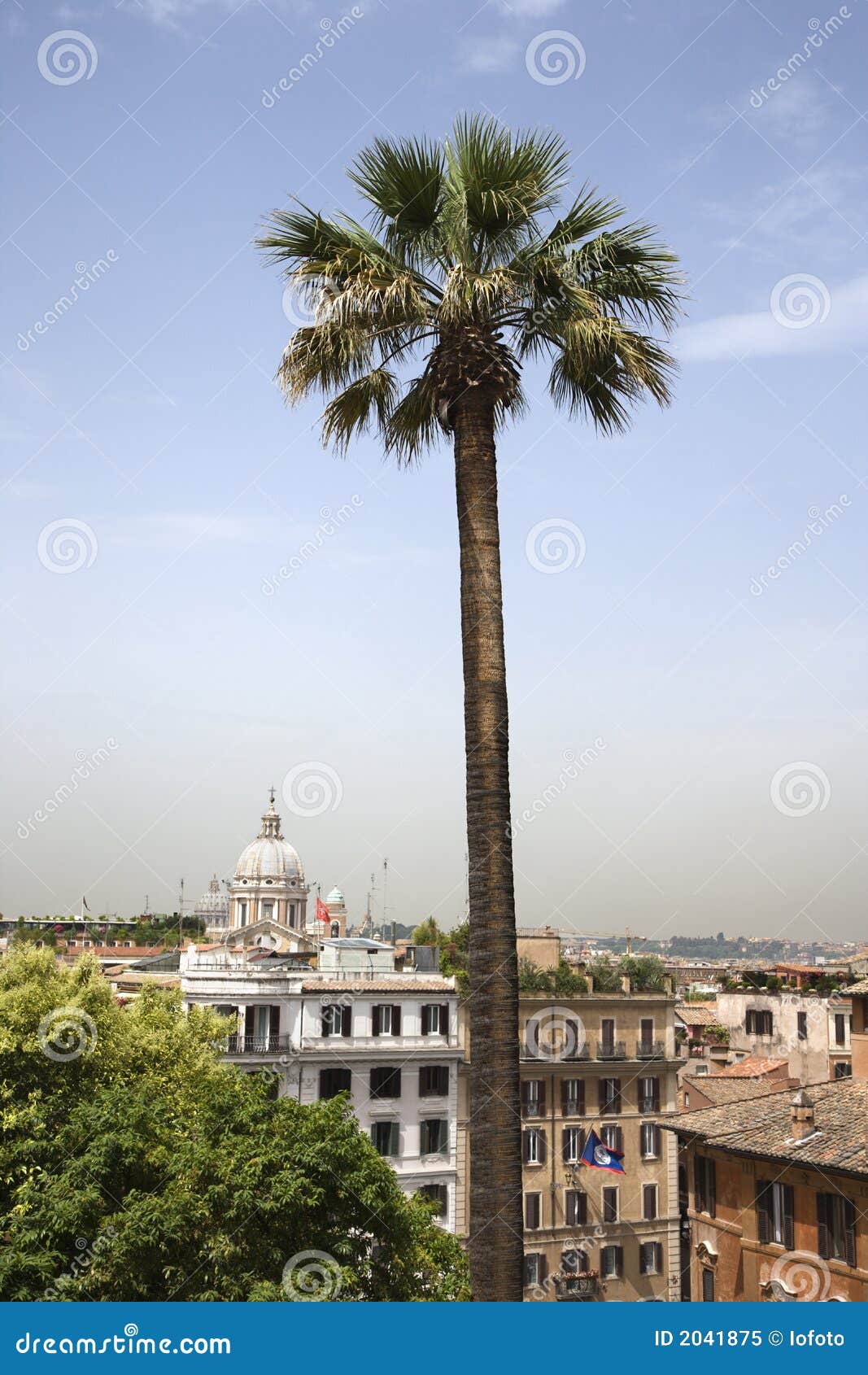 Tall Palm Tree with Buildings in Rome. Stock Image - Image of rome ...