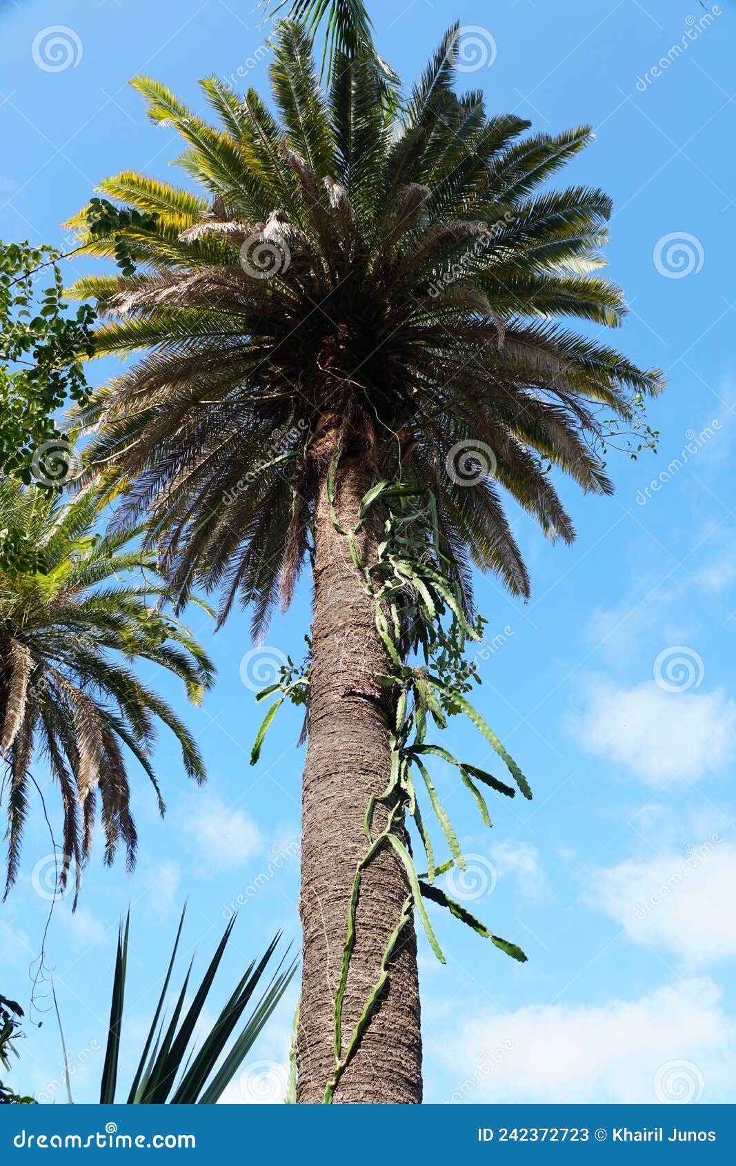 A Palm Tree with Cactus Climbing on the Trunk Stock Image - Image of ...