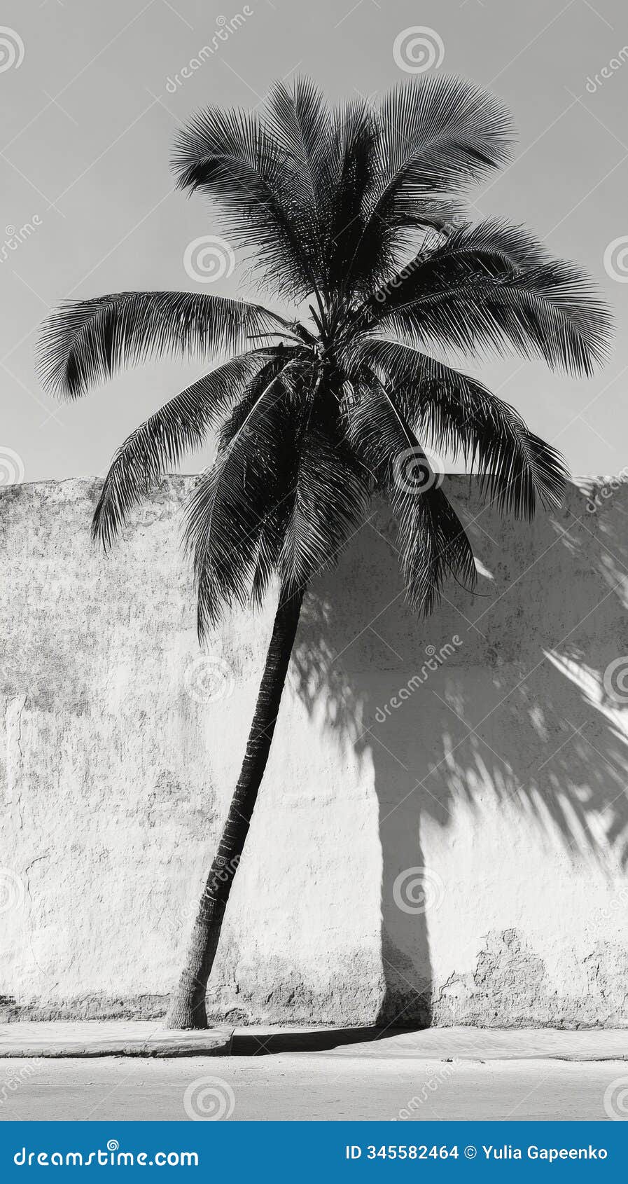 A Tall Palm Tree Casting Distinct Shadows on a Textured White Wall in ...