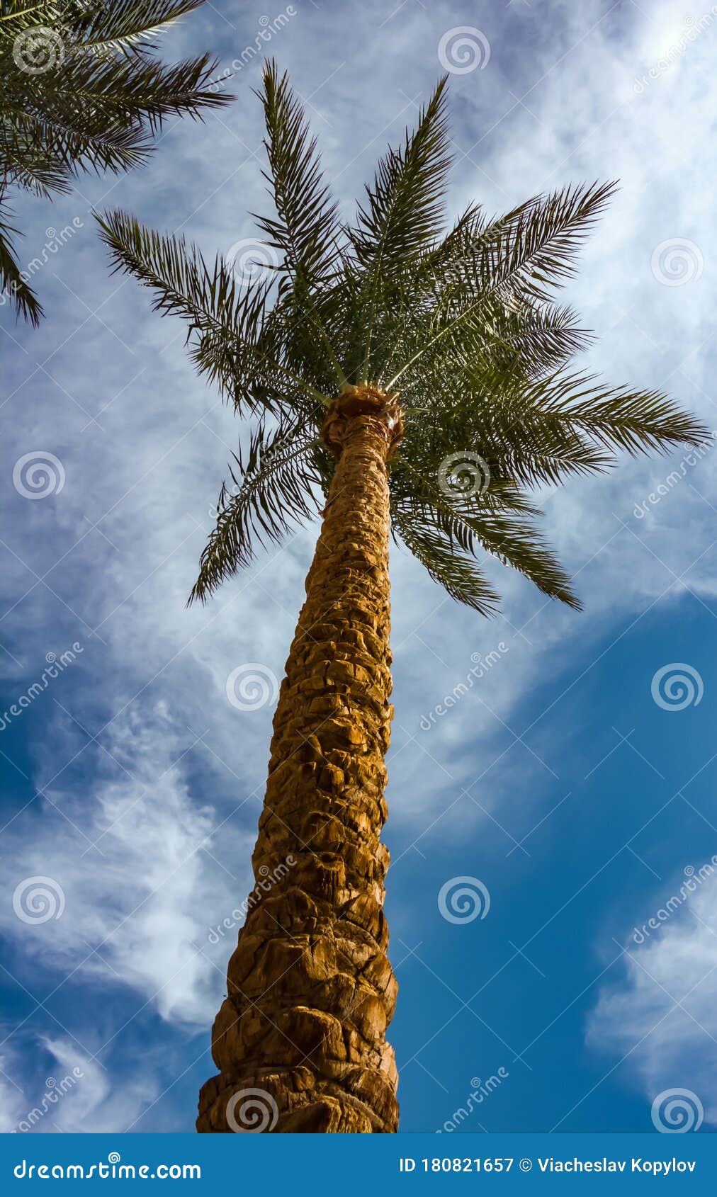 A Tall Palm Tree with Large Sharp Leaves Stock Image - Image of sharp ...