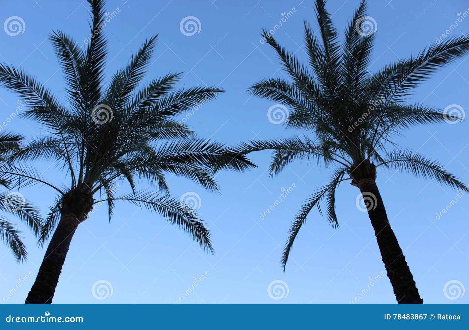 Tall palm tree stock image. Image of tree, detail, palm - 78483867