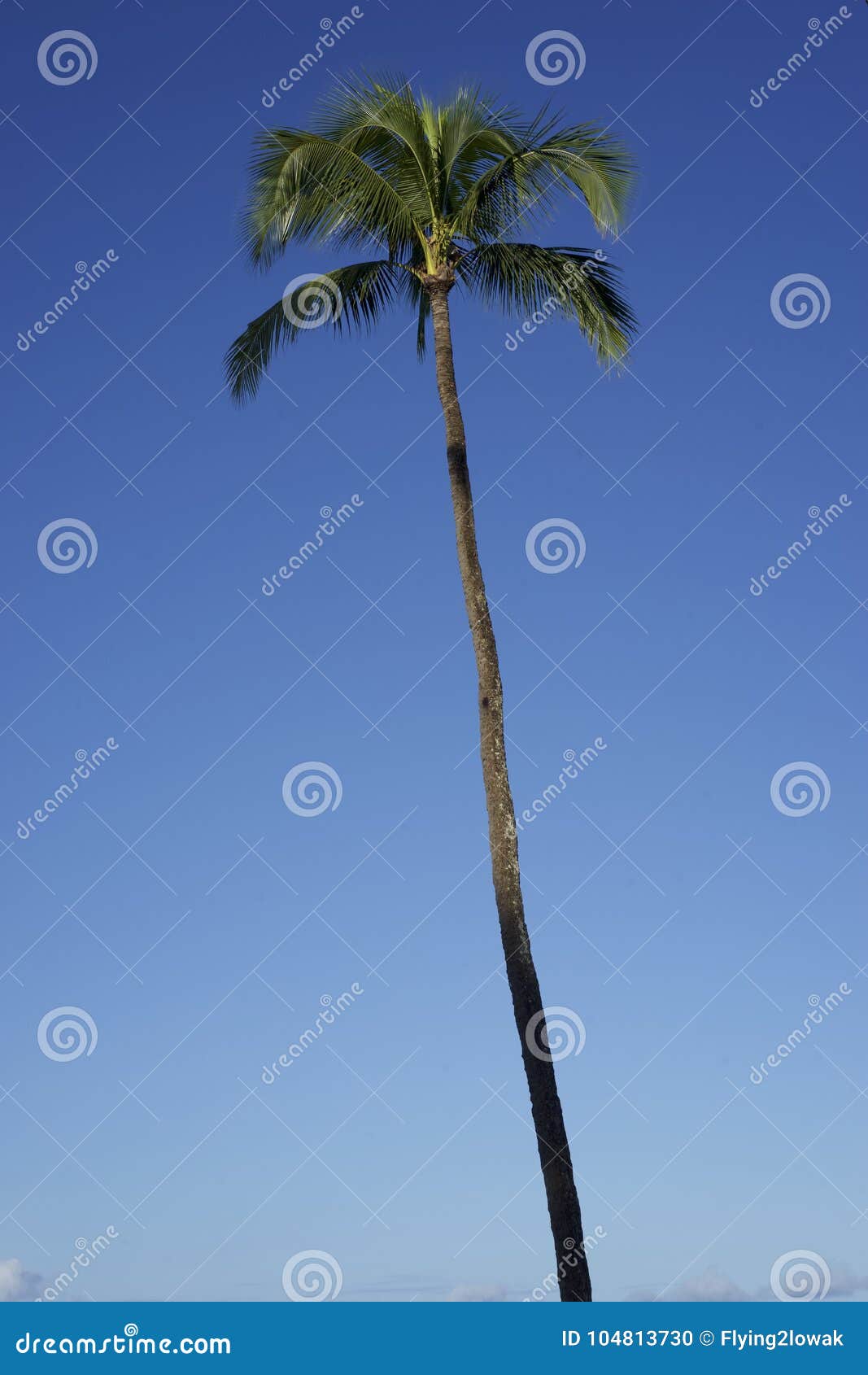Tall palm tree stock photo. Image of maui, palm, thin - 104813730