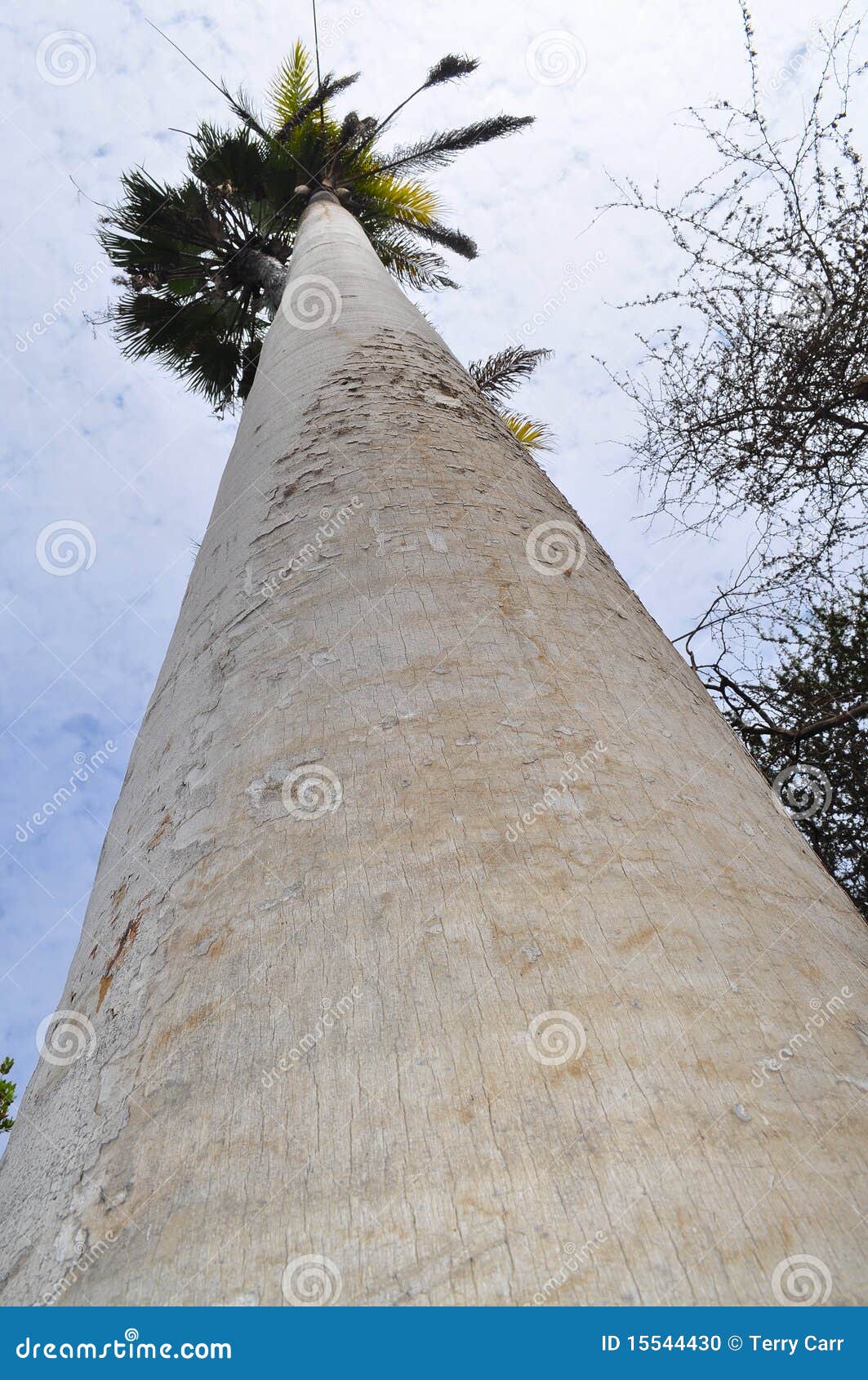 Tall palm tree trunk stock photo. Image of outside, bark - 15544430
