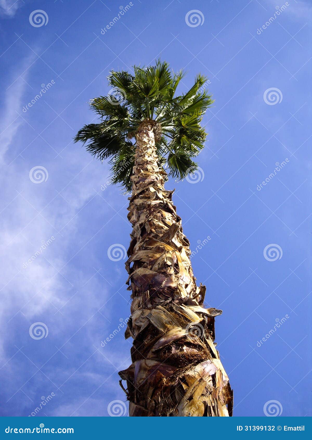 Tall Palm Tree stock photo. Image of vertical, palm, alone - 31399132