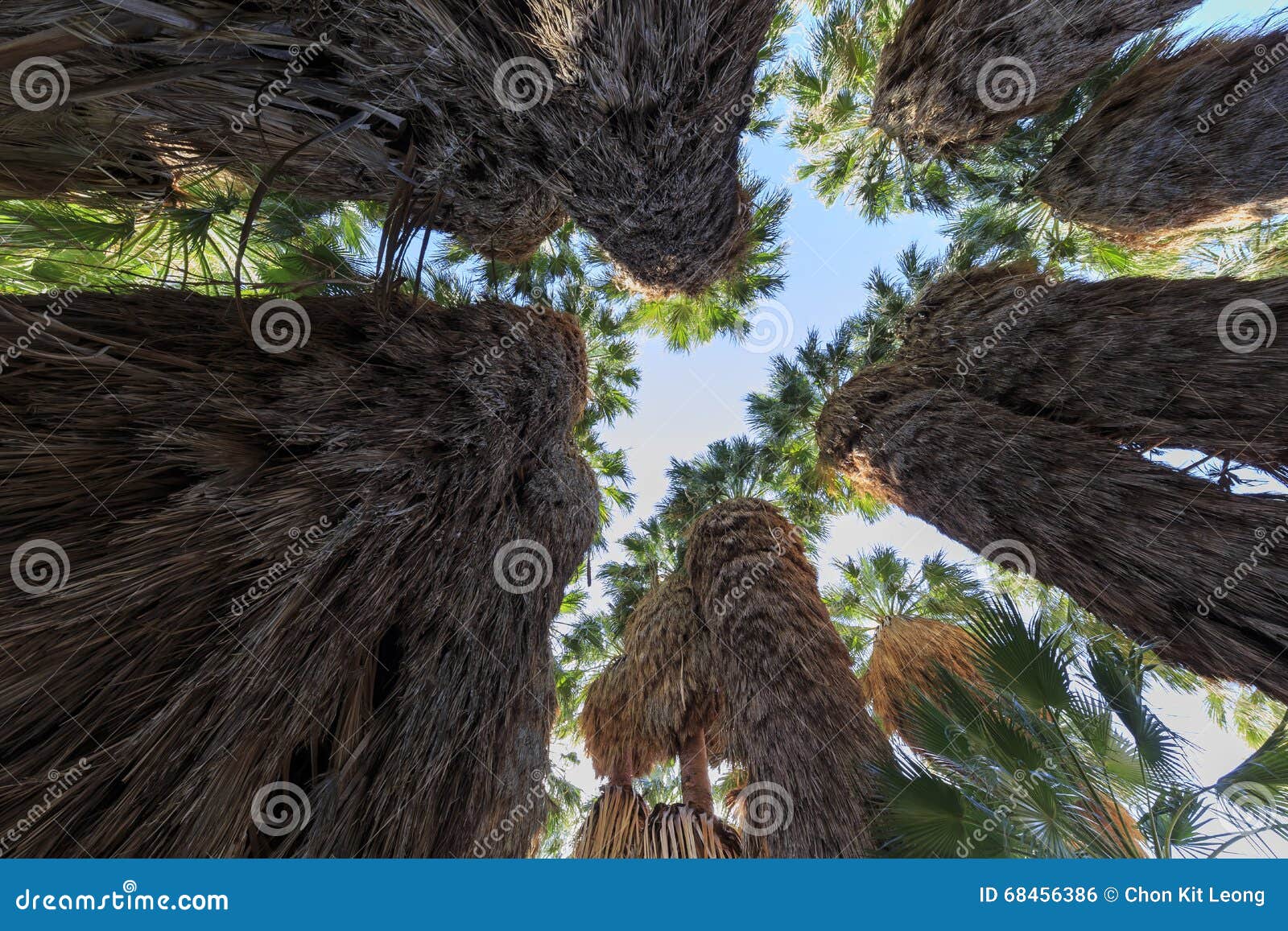 Tall Palm Tree View from Bottom Stock Photo - Image of trees, landscape ...