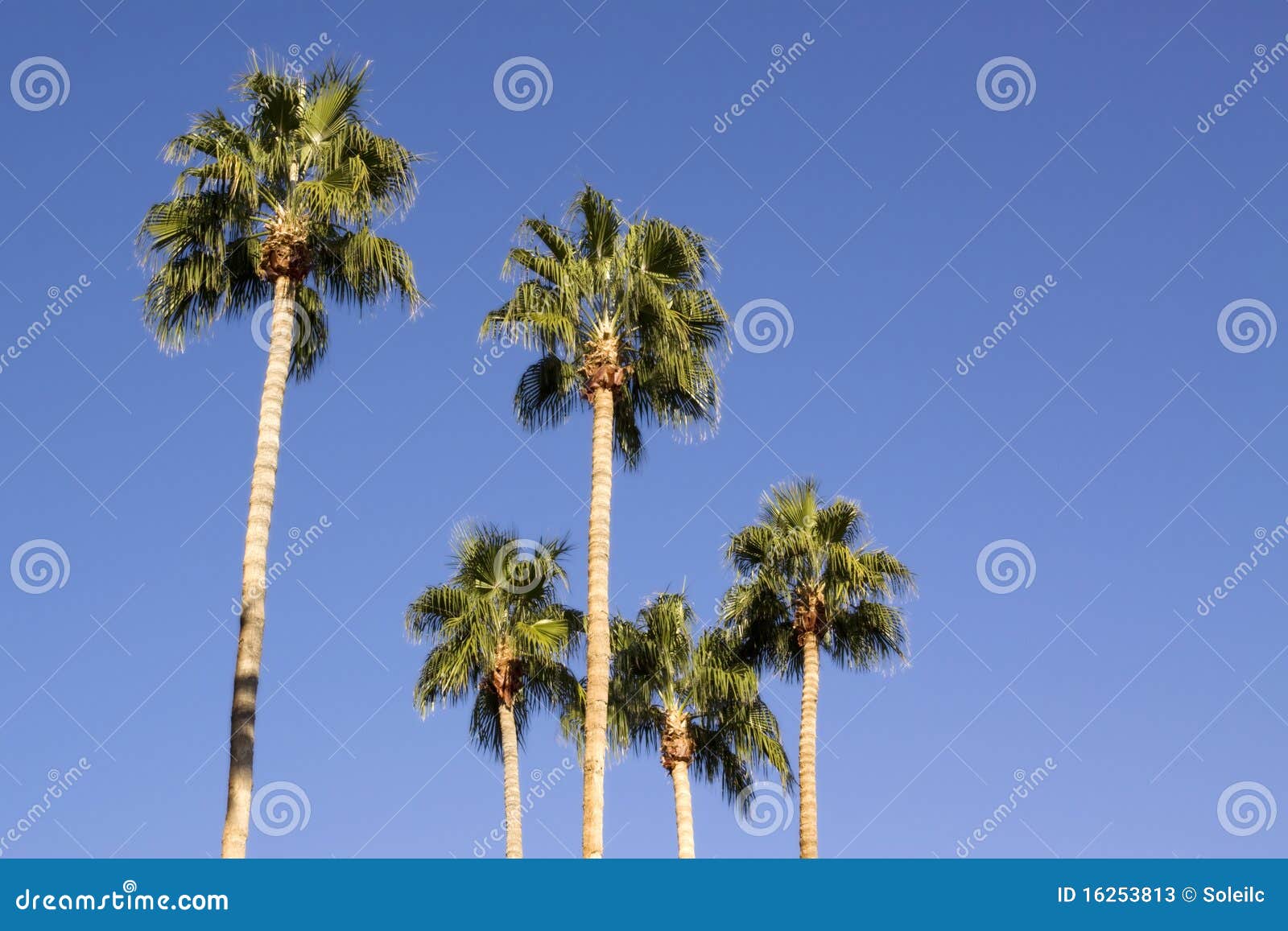 Tall palm trees stock image. Image of nature, tropical - 16253813