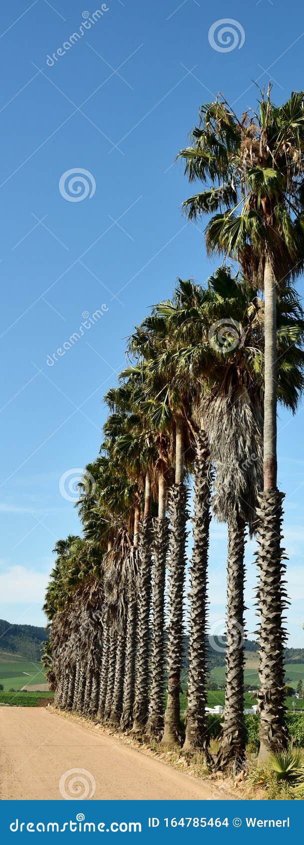 Tall Palm Trees stock photo. Image of leaves, shaped - 164785464