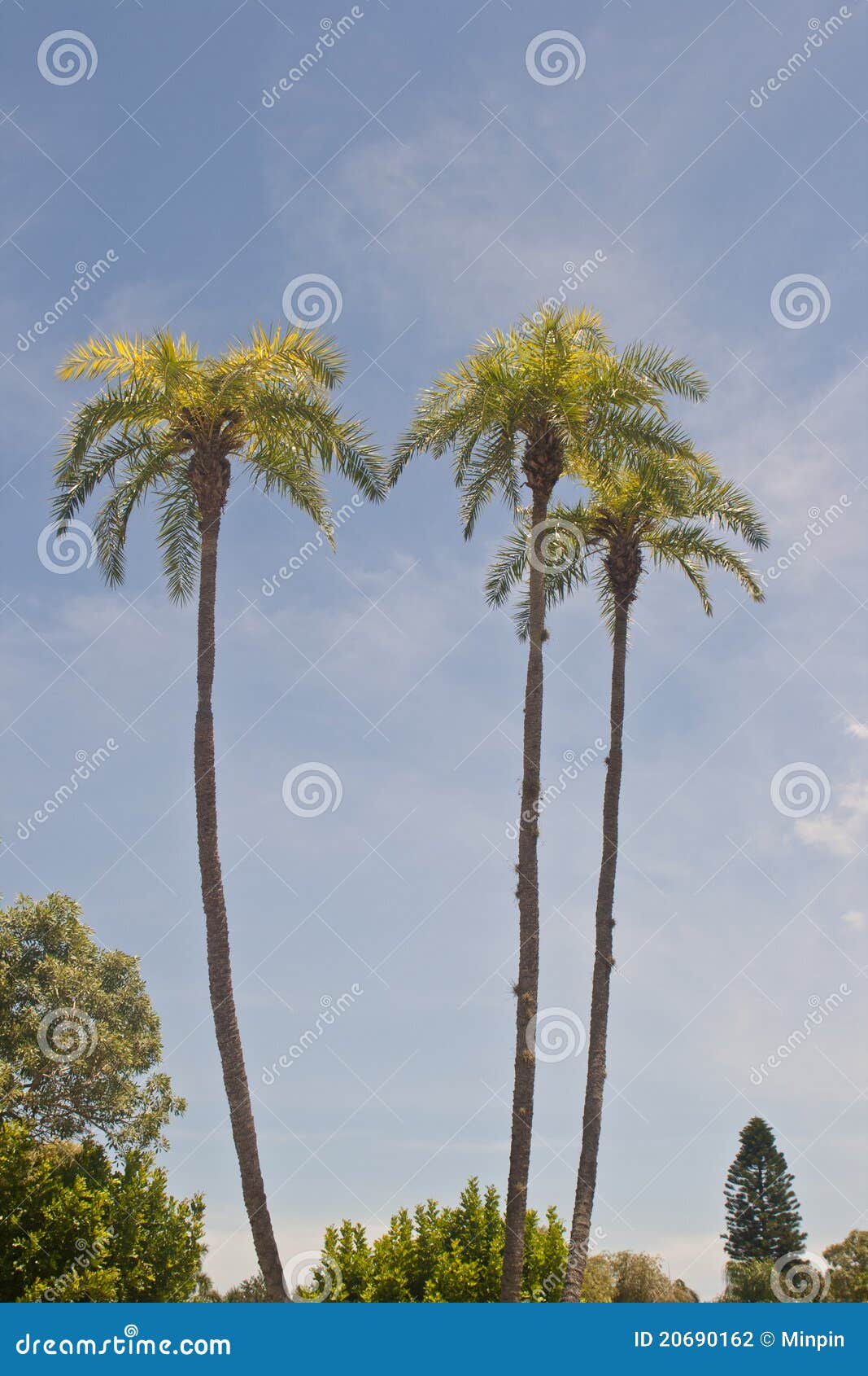 Tall Palm Trees stock photo. Image of space, palms, vertical - 20690162