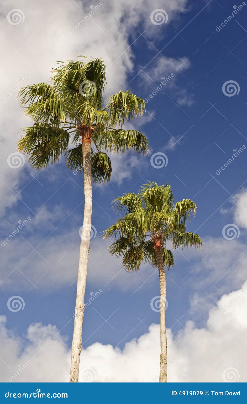 A Tall Palm Tree Stock Image | CartoonDealer.com #44538343