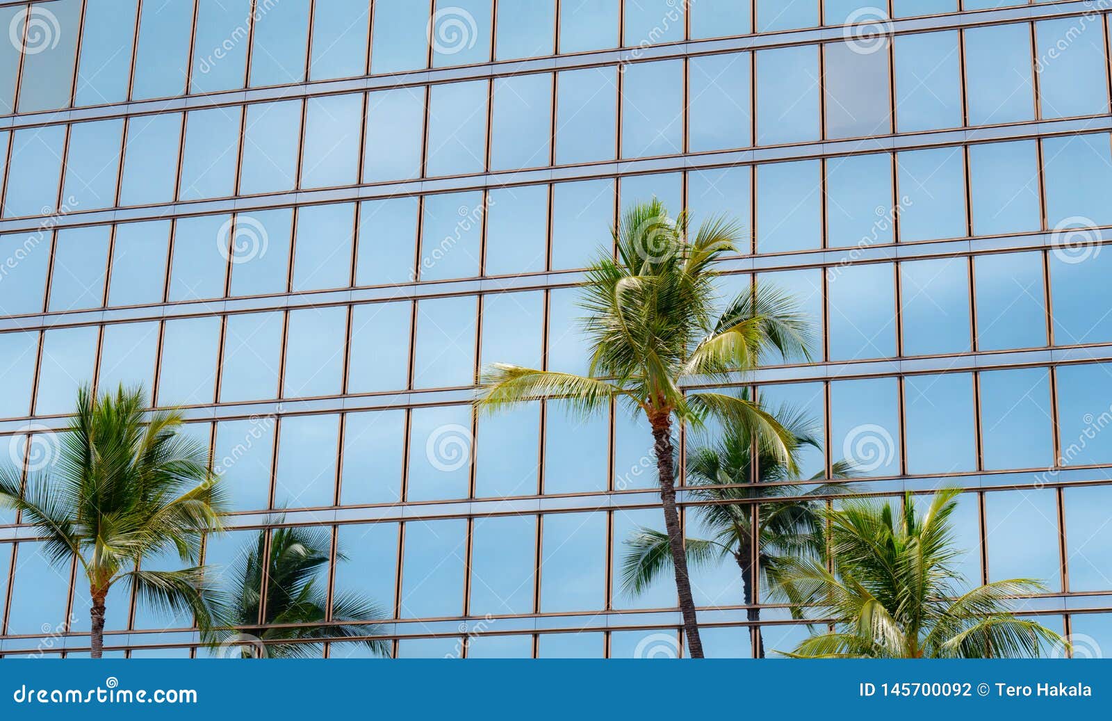 Tall Palm Trees Against the Glass Windows of an Office Building Stock ...