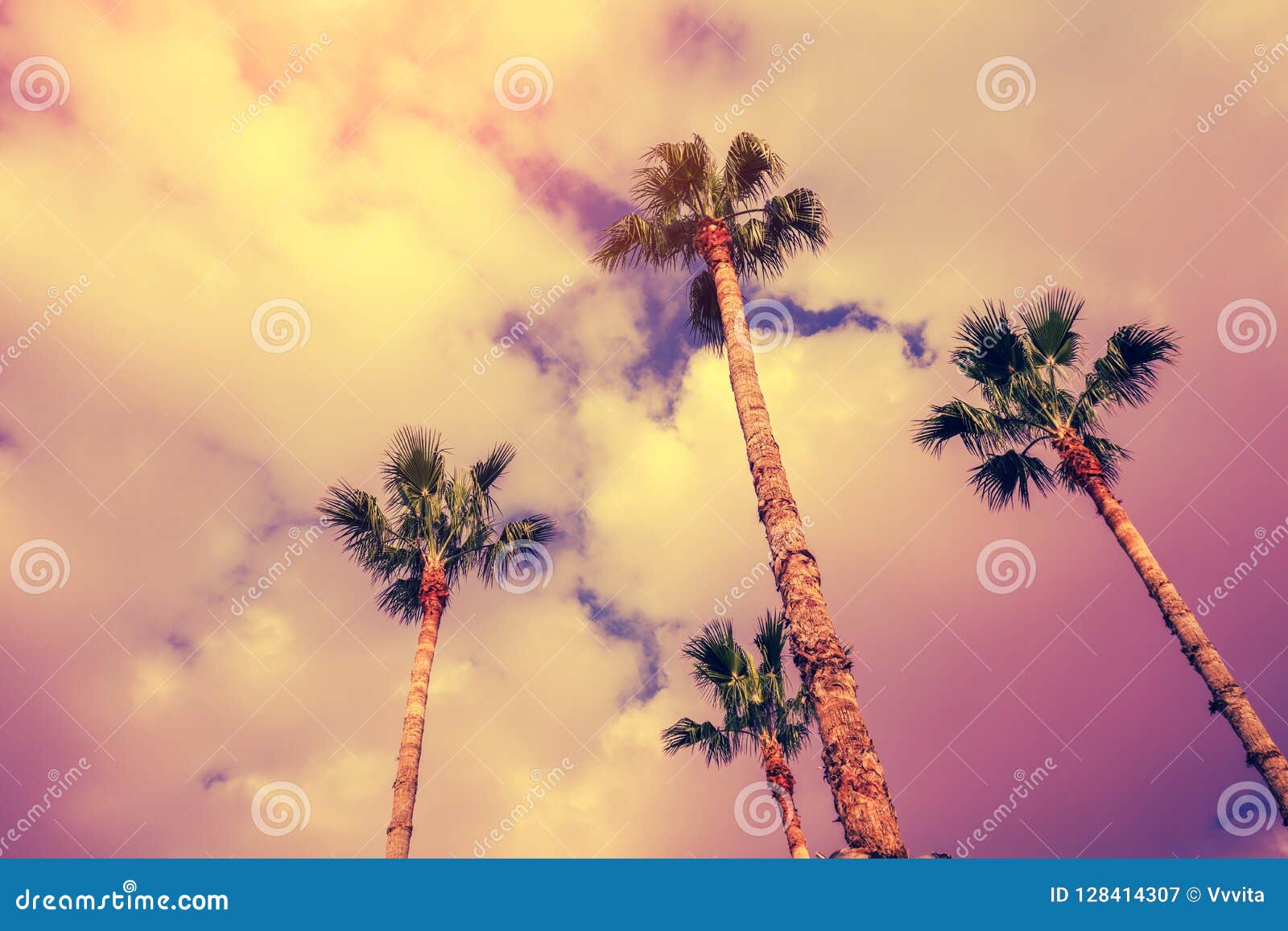 Four Palm Trees Against the Sunset Sky Stock Image - Image of summer ...