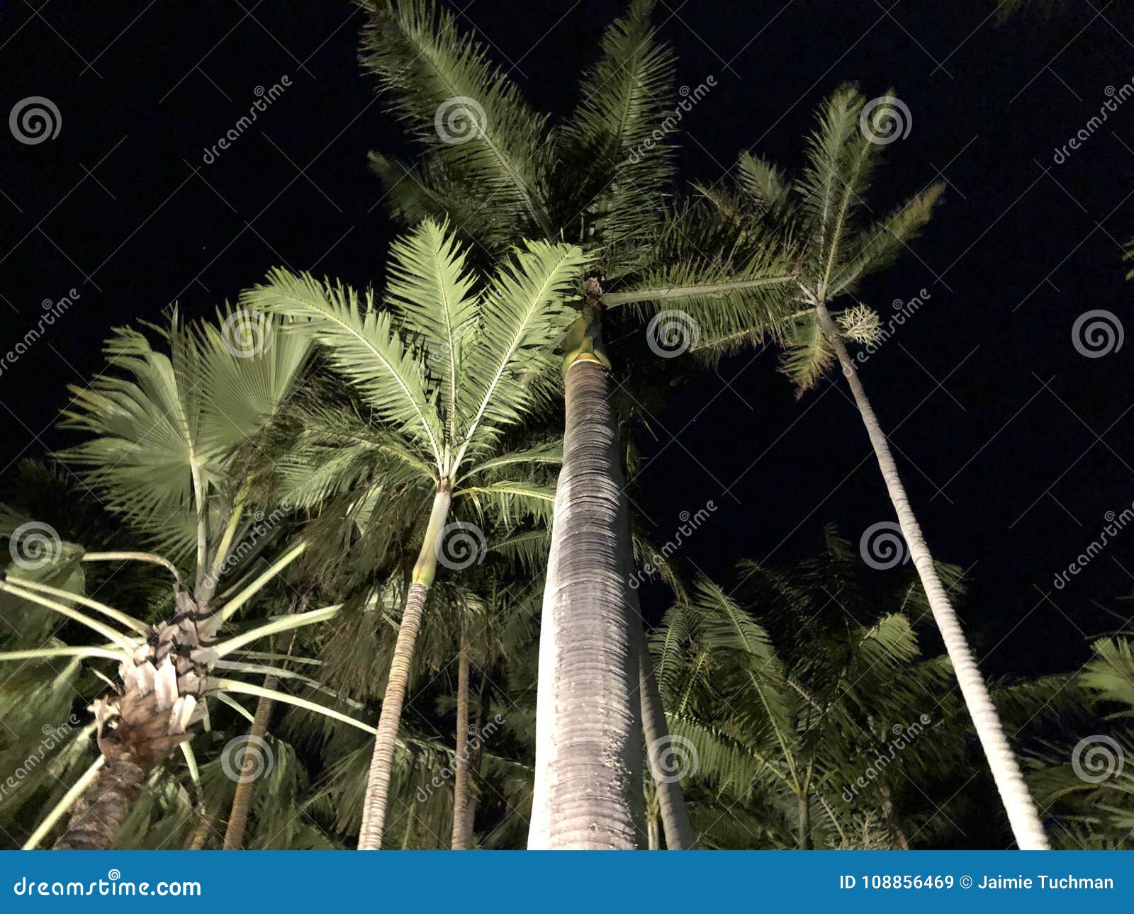 Night time palm trees stock image. Image of home, destination - 108856469