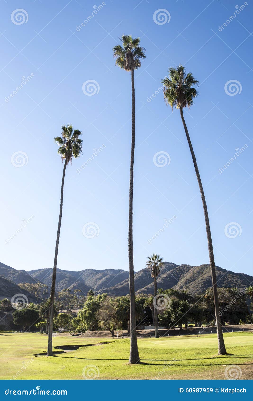 Tall Palm Trees on Golf Course Stock Image - Image of three, trees ...