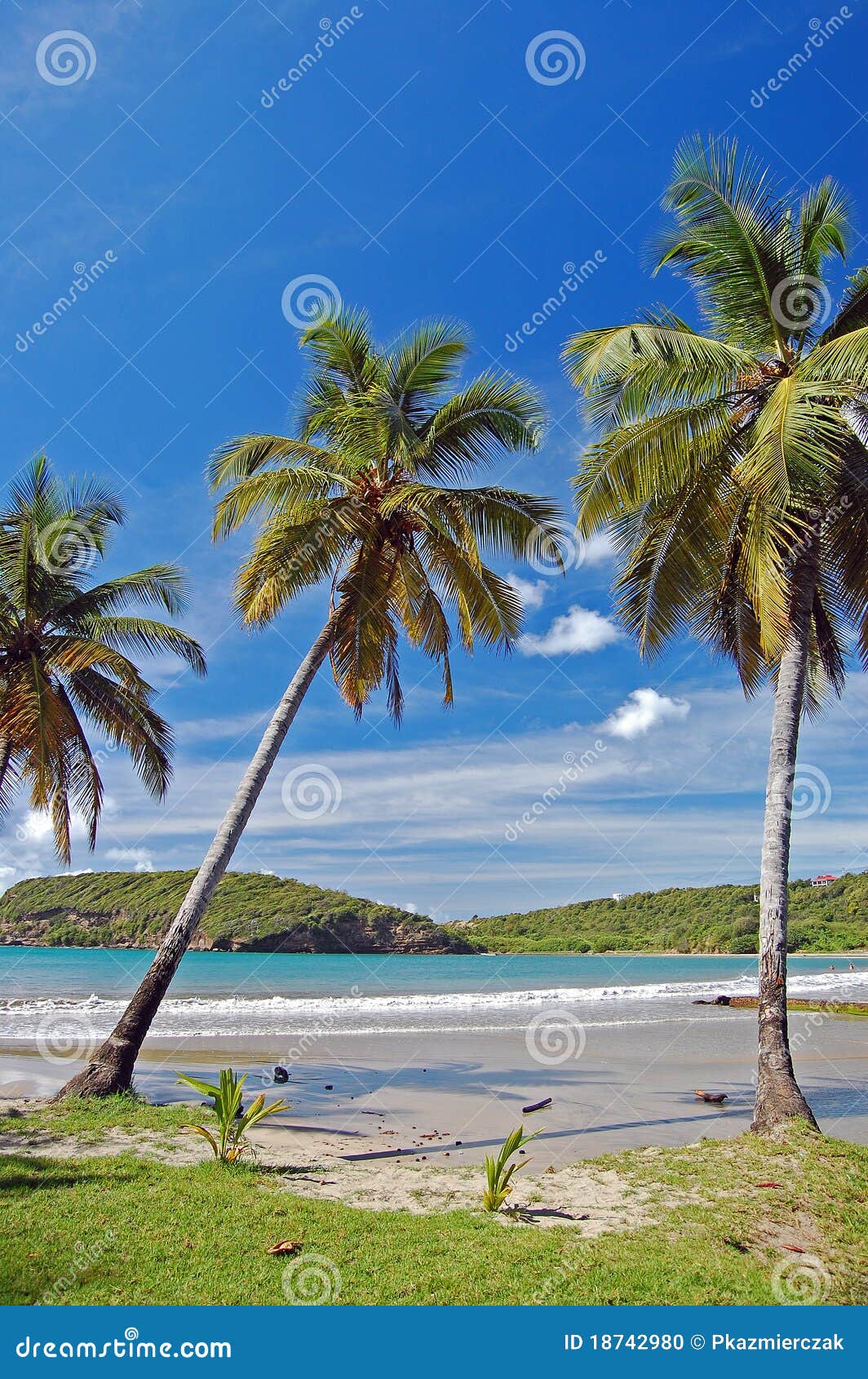 Tall Palm Trees on La Sagesse Beach Stock Photo - Image of exotic ...